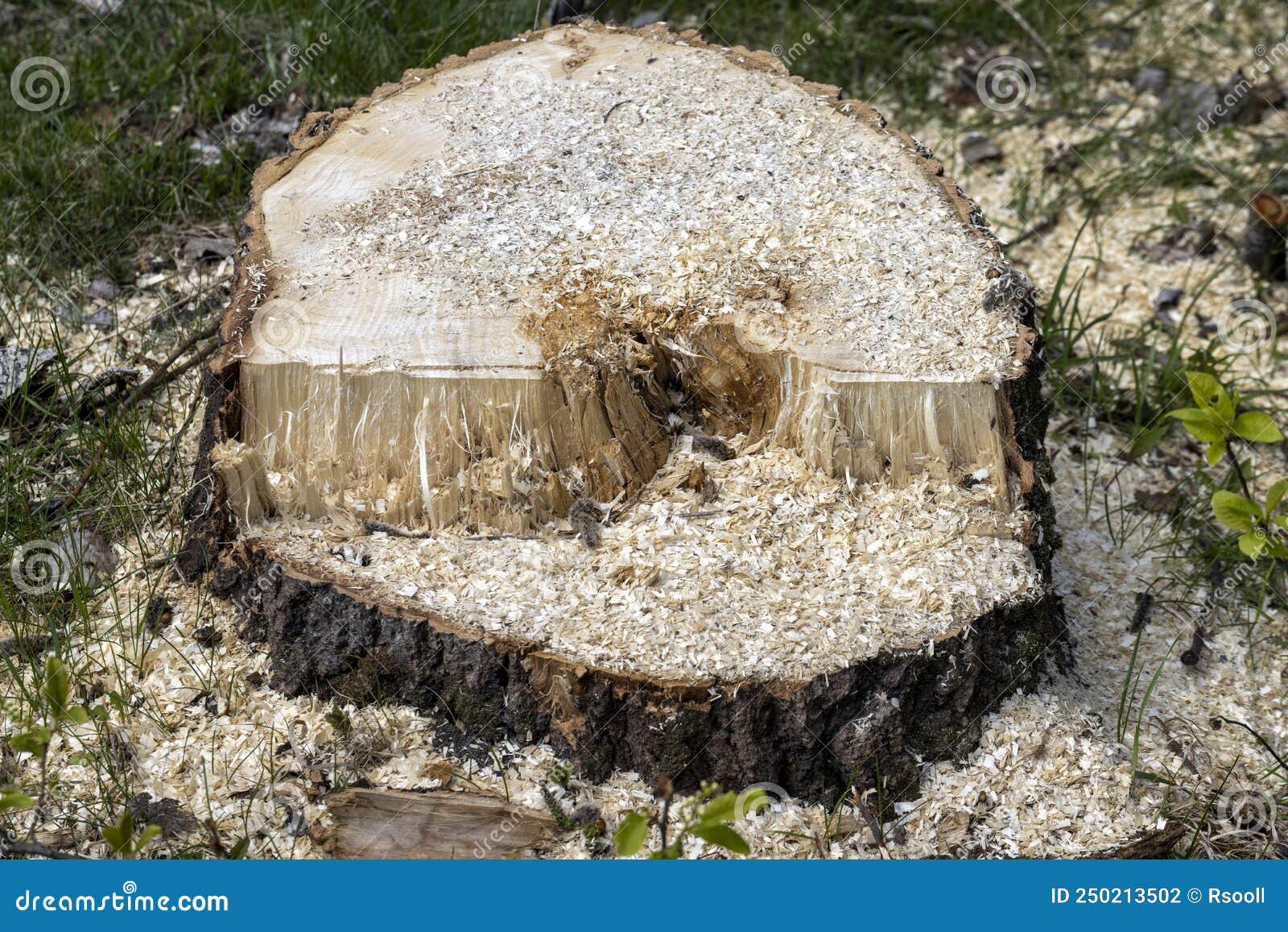 Stumps and Branches Left after Logging in the Forest Stock Photo ...