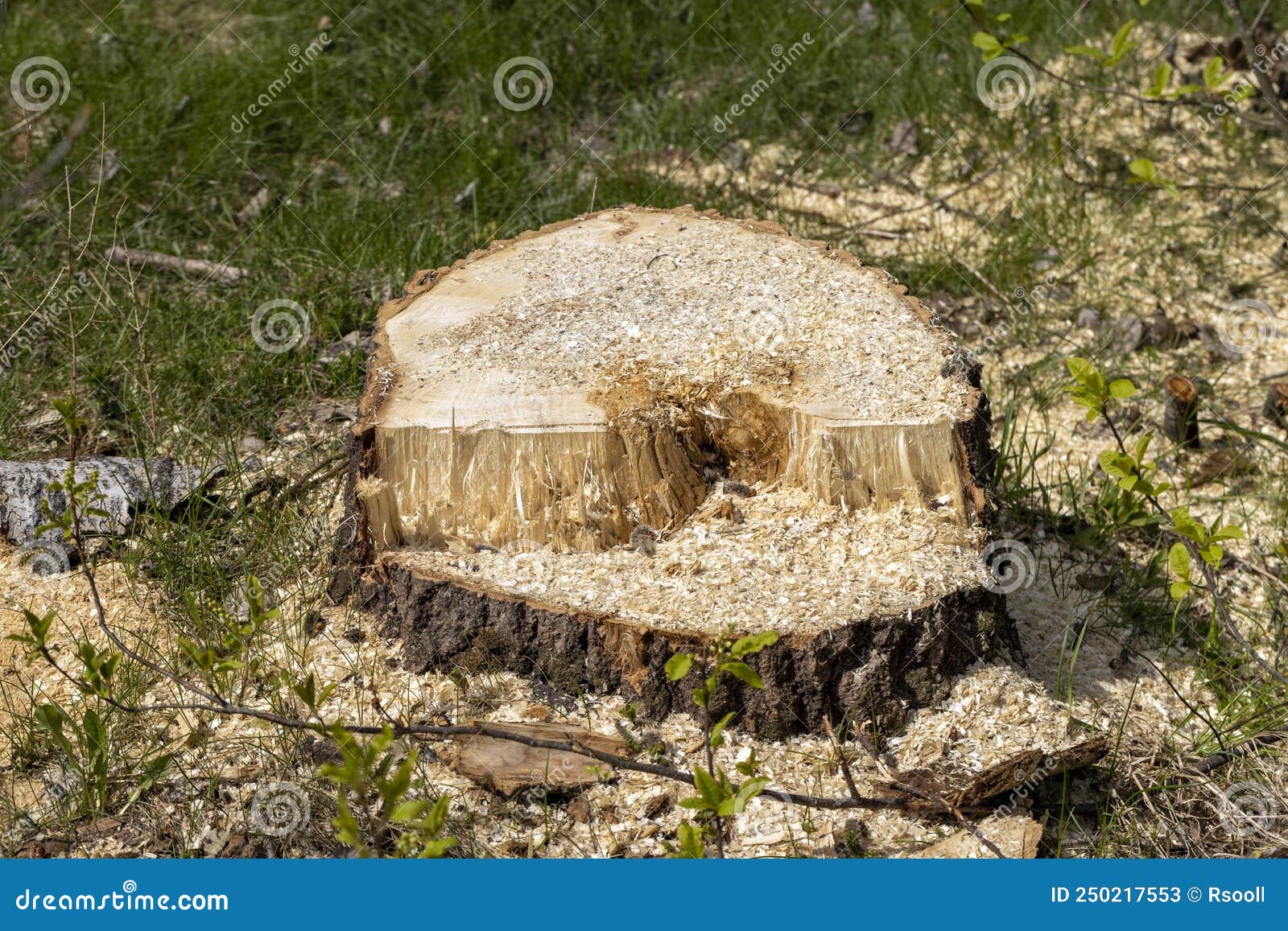 Stumps and Branches Left after Logging in the Forest Stock Image ...