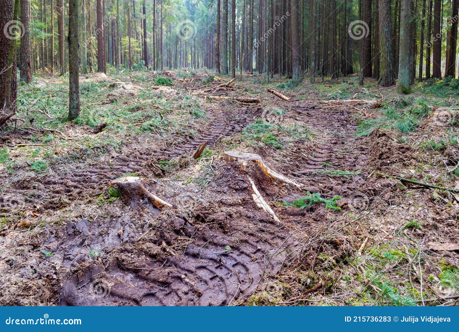 Stumps, Branches, Tire Wheels Trace. Deforestation, Logging, Forest ...