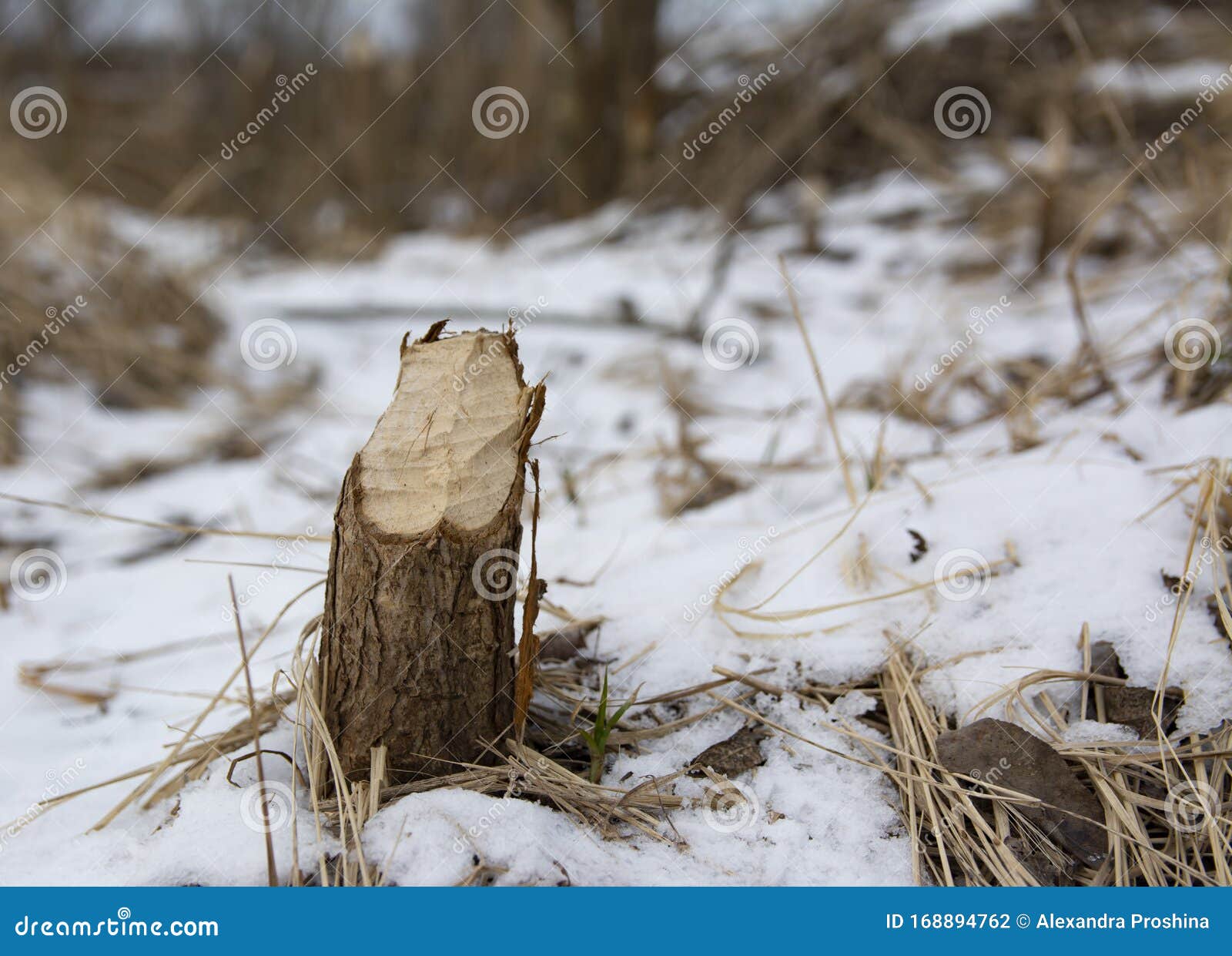 Stumps and Branches of Willow, the Work of Beavers. Beavers Gnawed ...