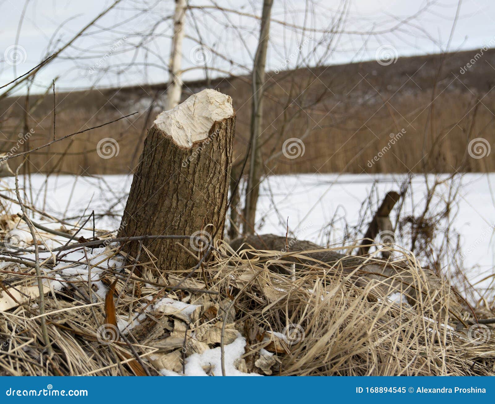 Stumps and Branches of Willow, the Work of Beavers. Beavers Gnawed ...