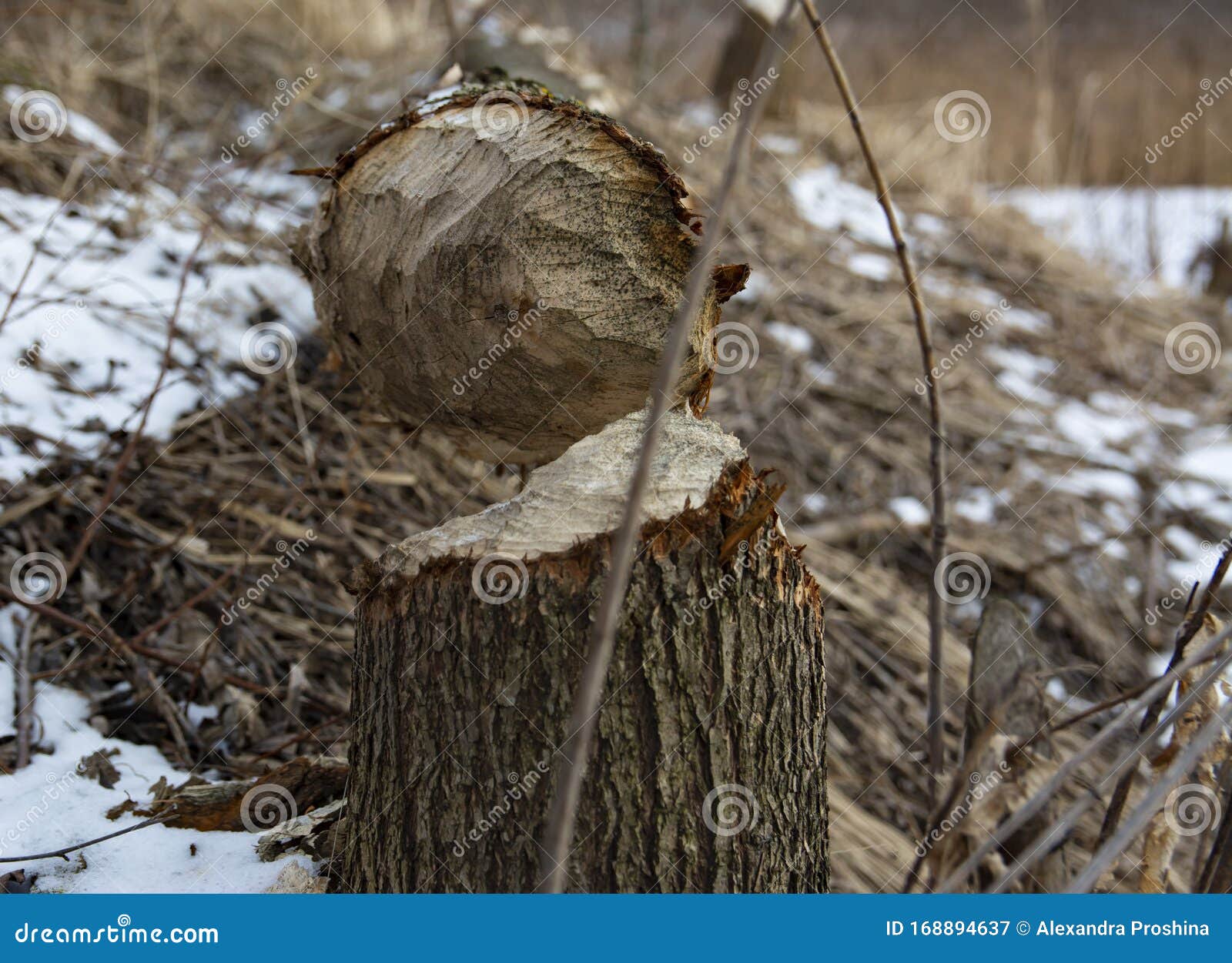 Stumps and Branches of Willow, the Work of Beavers. Beavers Gnawed ...