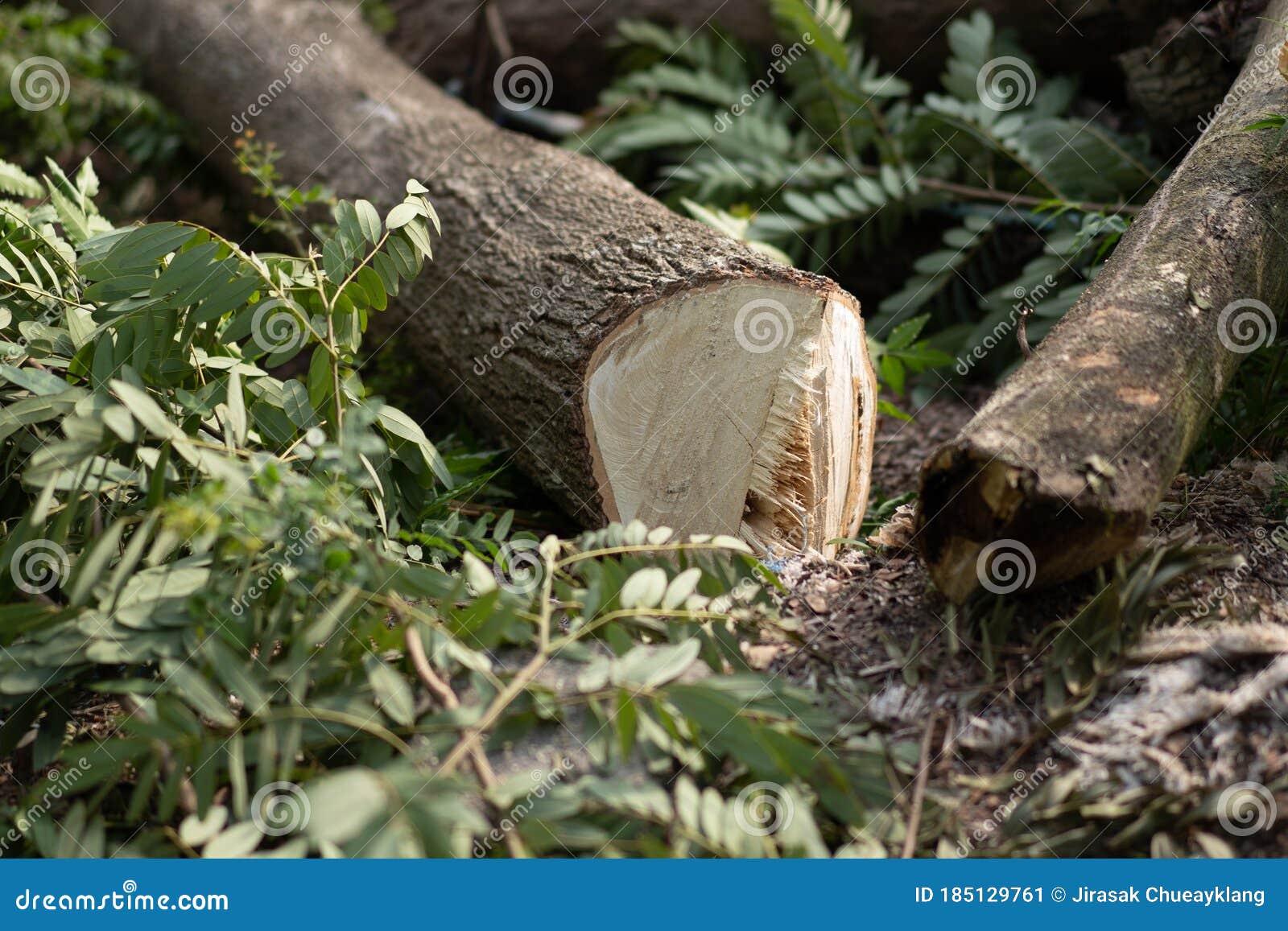 Stumps of cut down tree stock image. Image of wild, destruction - 185129761