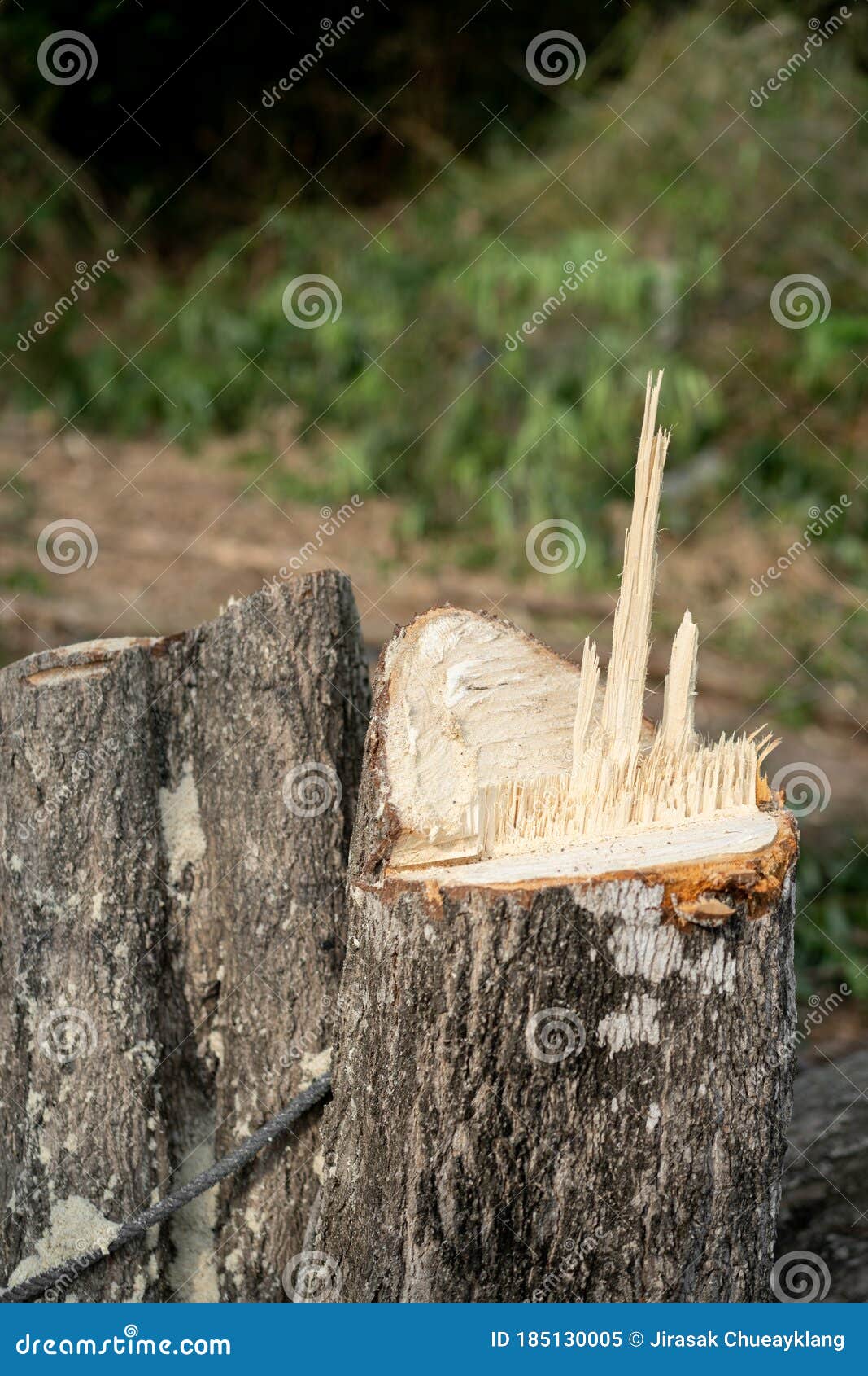 Stumps of cut down tree stock image. Image of conservation - 185130005
