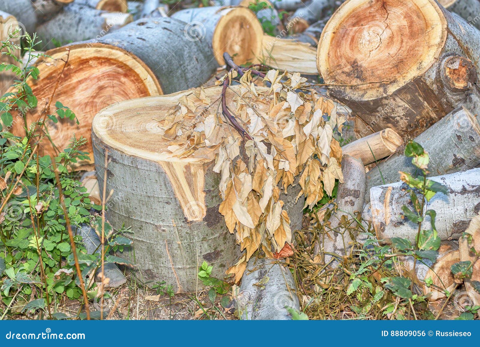 Stumps and dry branches stock photo. Image of trees, forest - 88809056
