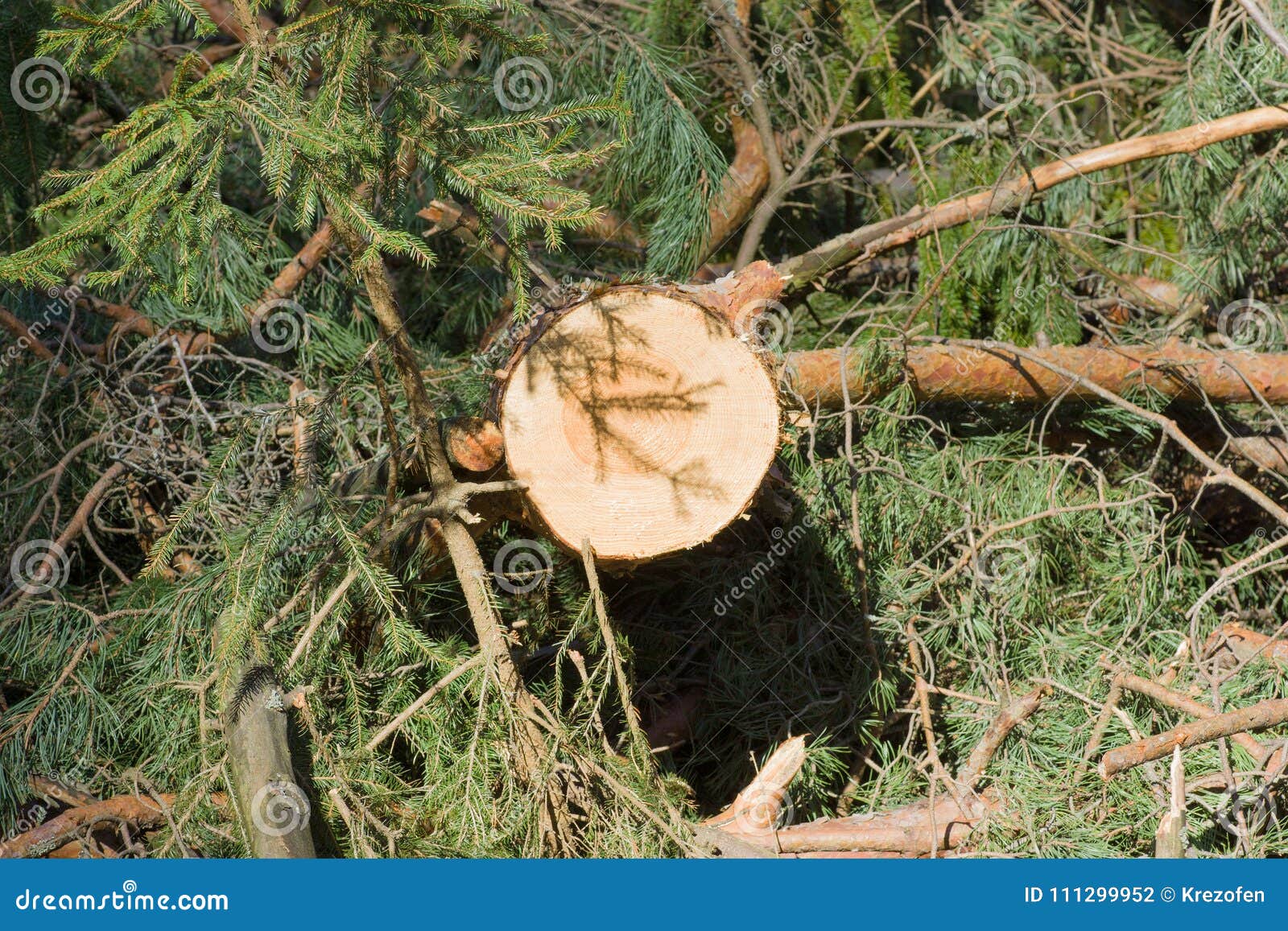 Sawn timber in the forest stock photo. Image of destruction - 111299952