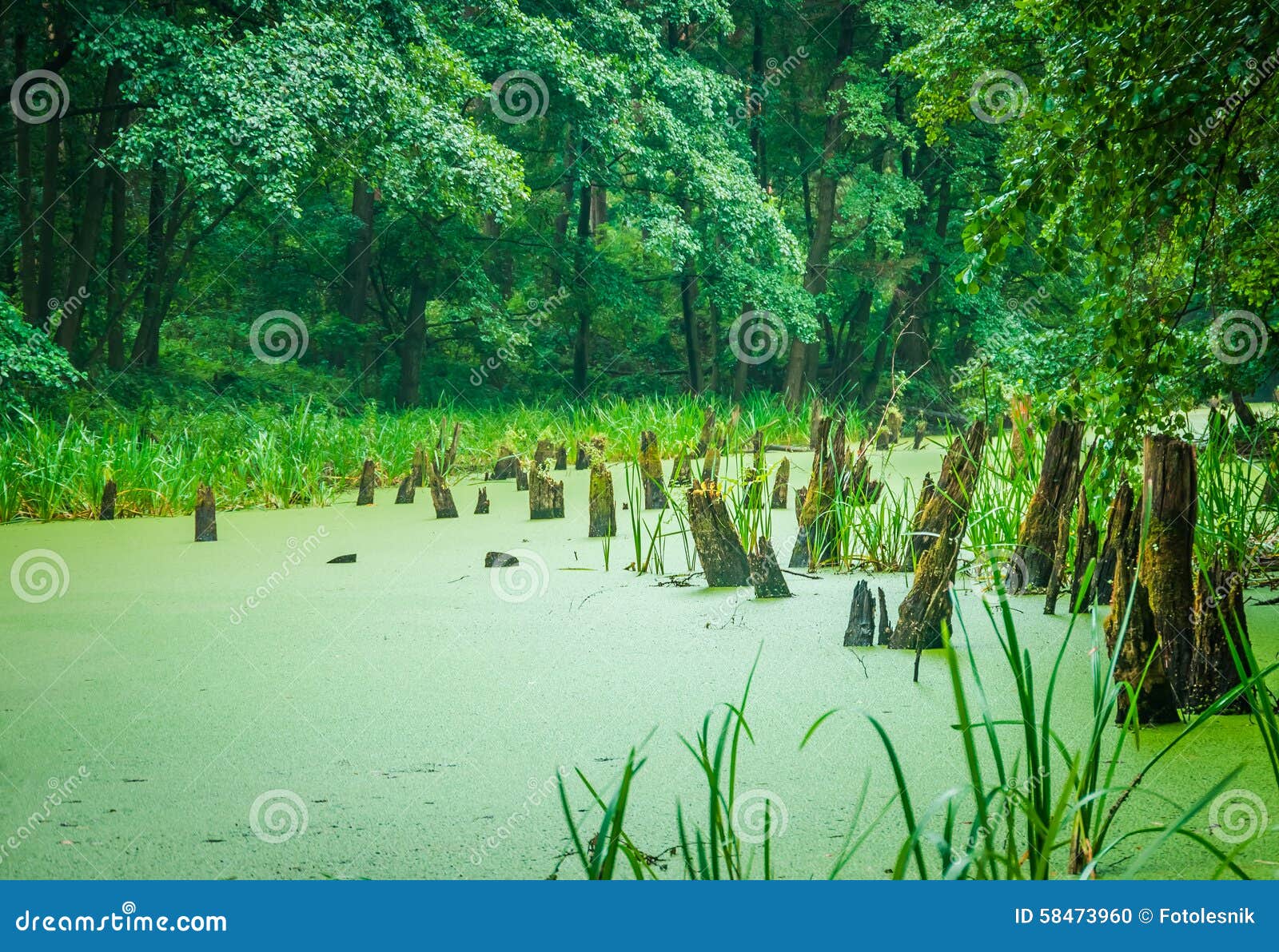 Stumps in the forest swamp stock photo. Image of tree - 58473960