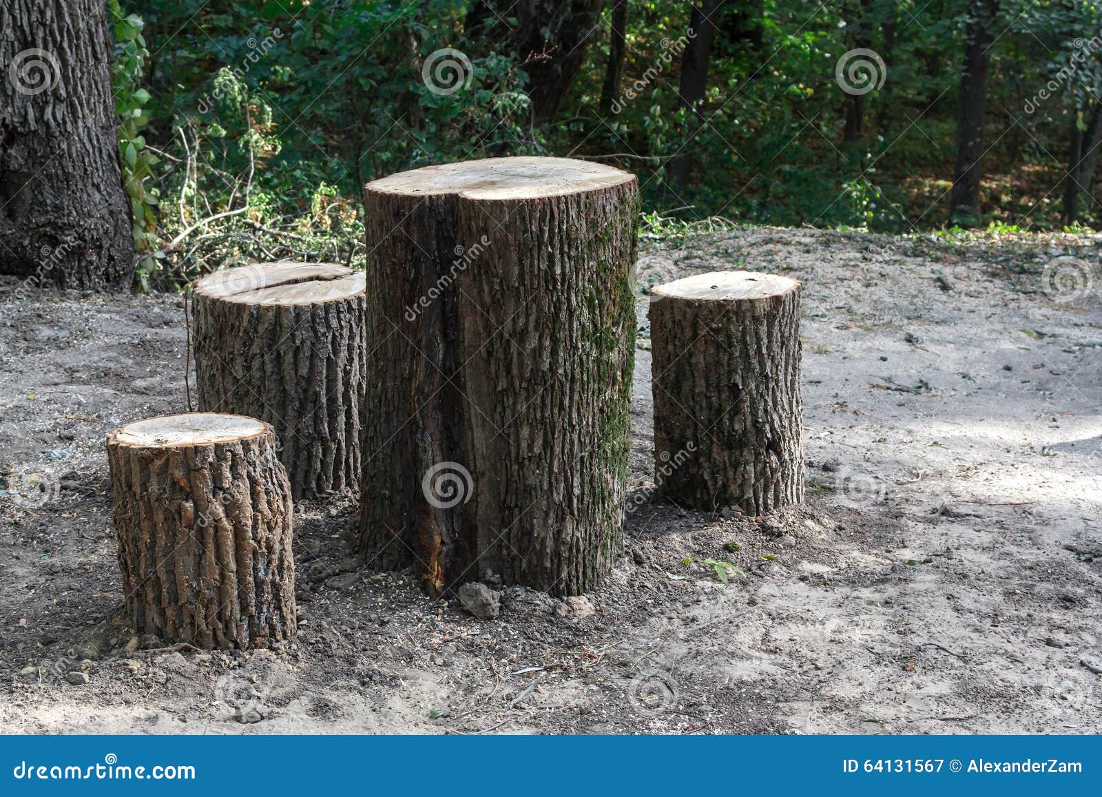 Stumps stock image. Image of dirt, ground, bole, seat - 64131567