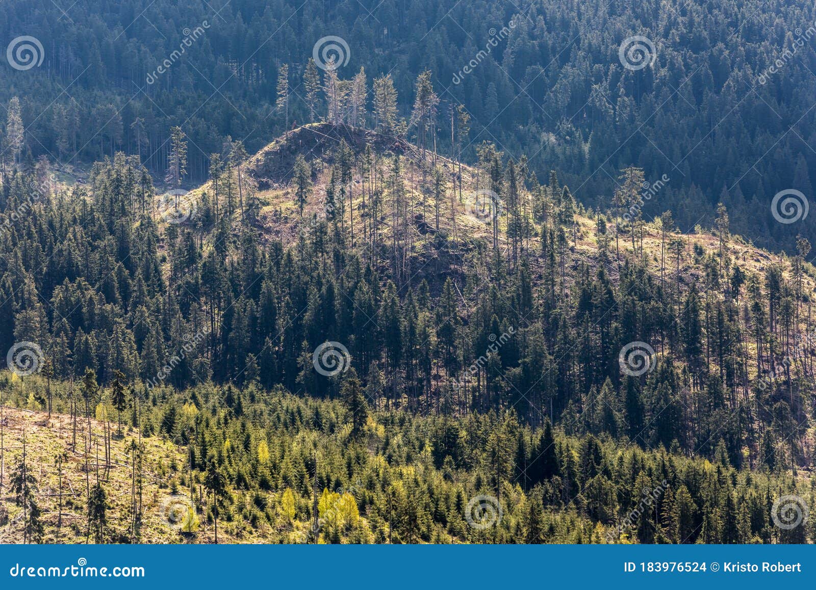 Pine Tree Forestry Exploitation in the Carpathian Mountains of Romania ...
