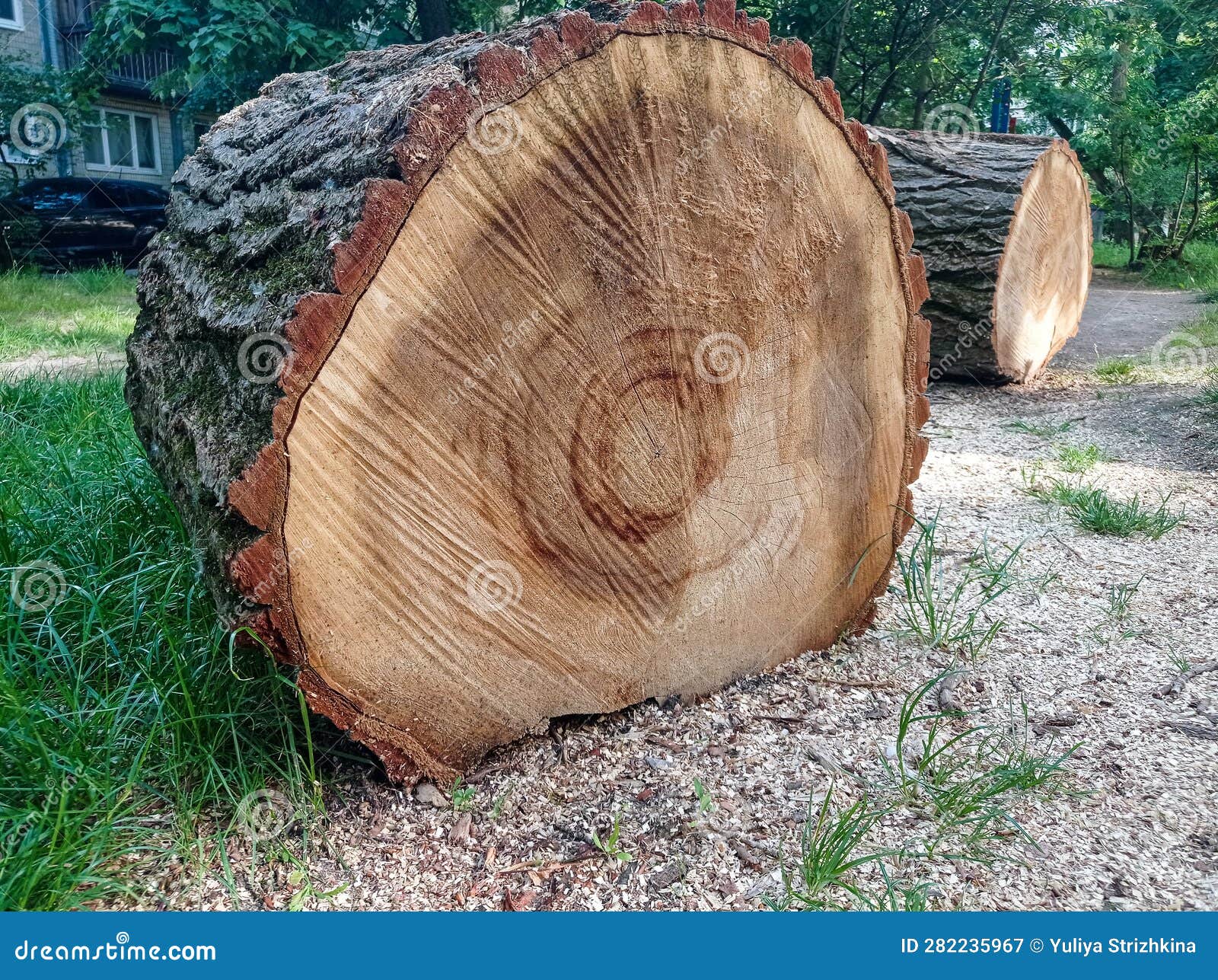 Stumps of a cut old tree stock image. Image of abstract - 282235967