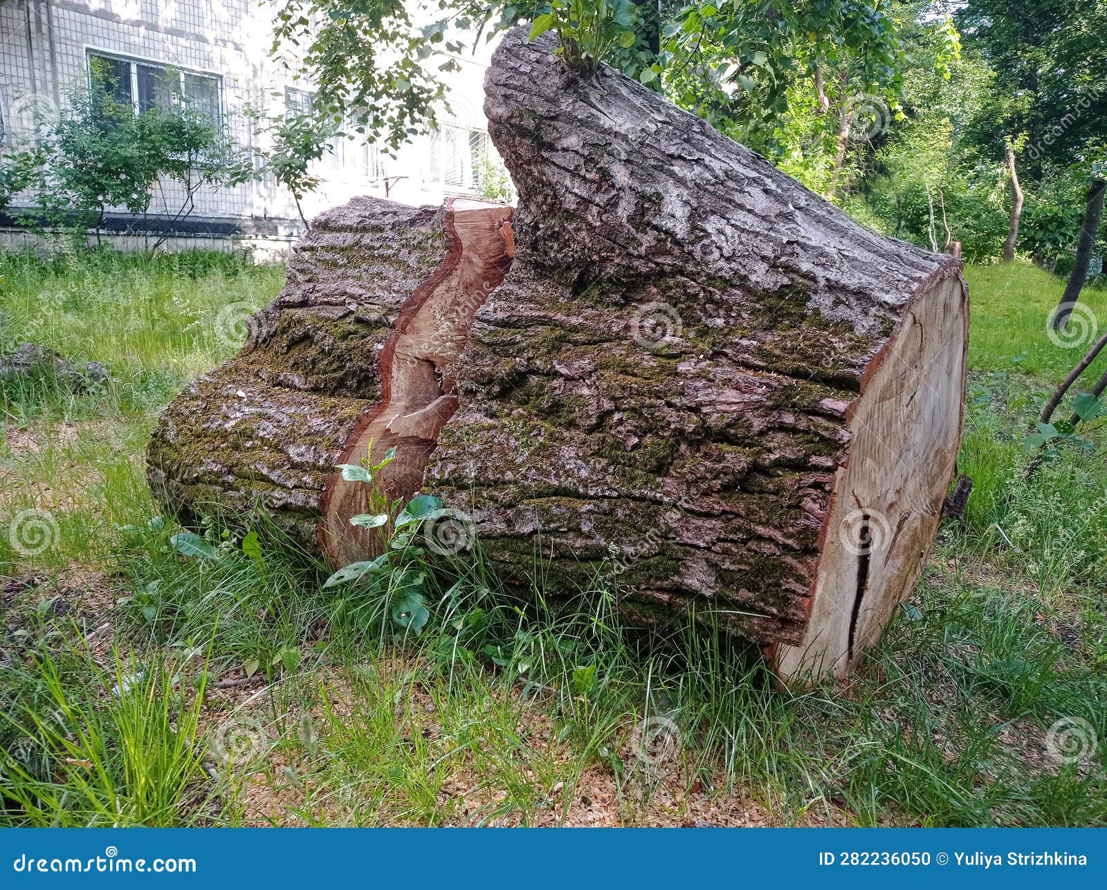 Stumps of a cut old tree stock photo. Image of outdoors - 282236050