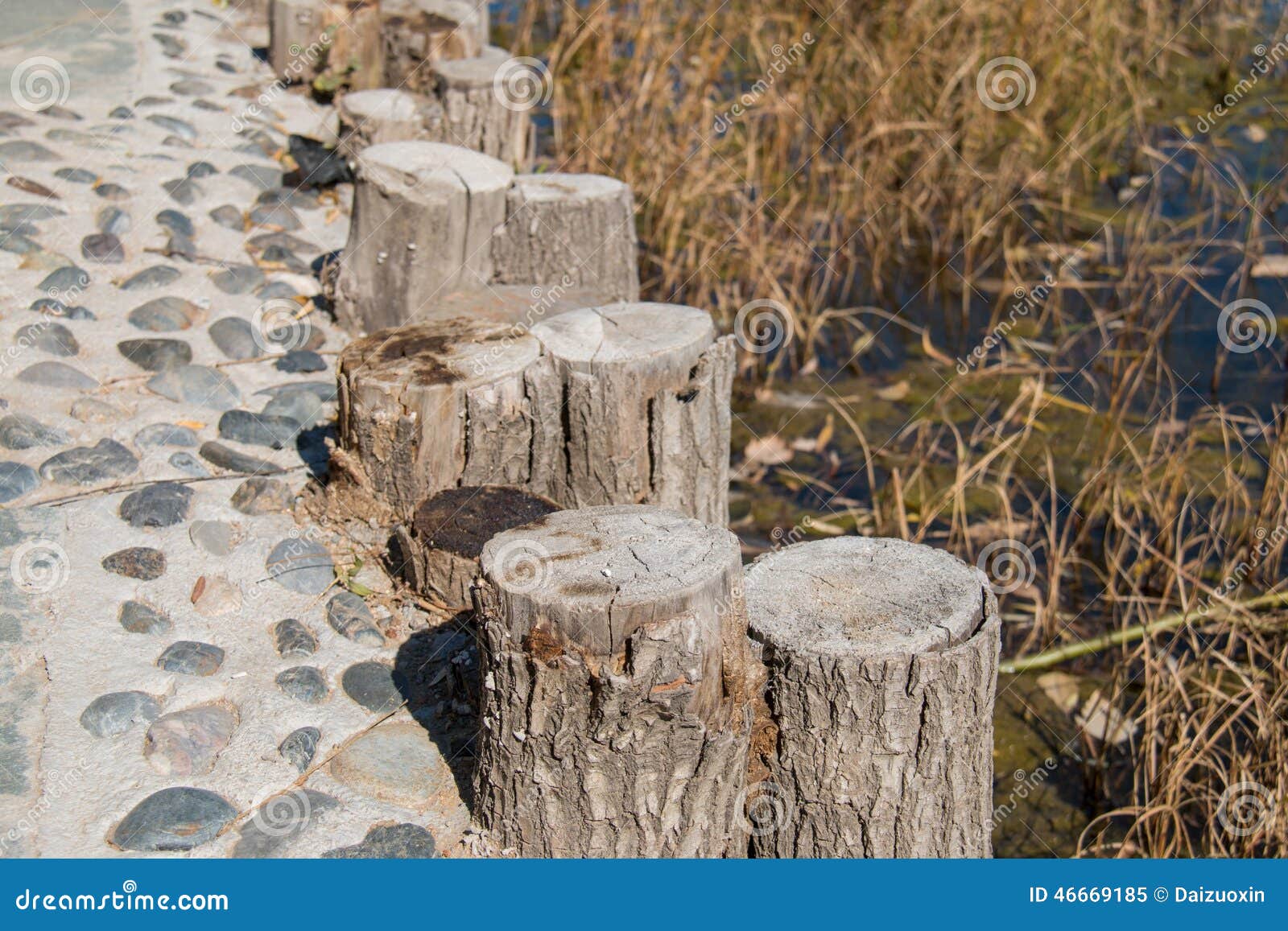 Stumps stock image. Image of pattern, river, autumn, landscape - 46669185