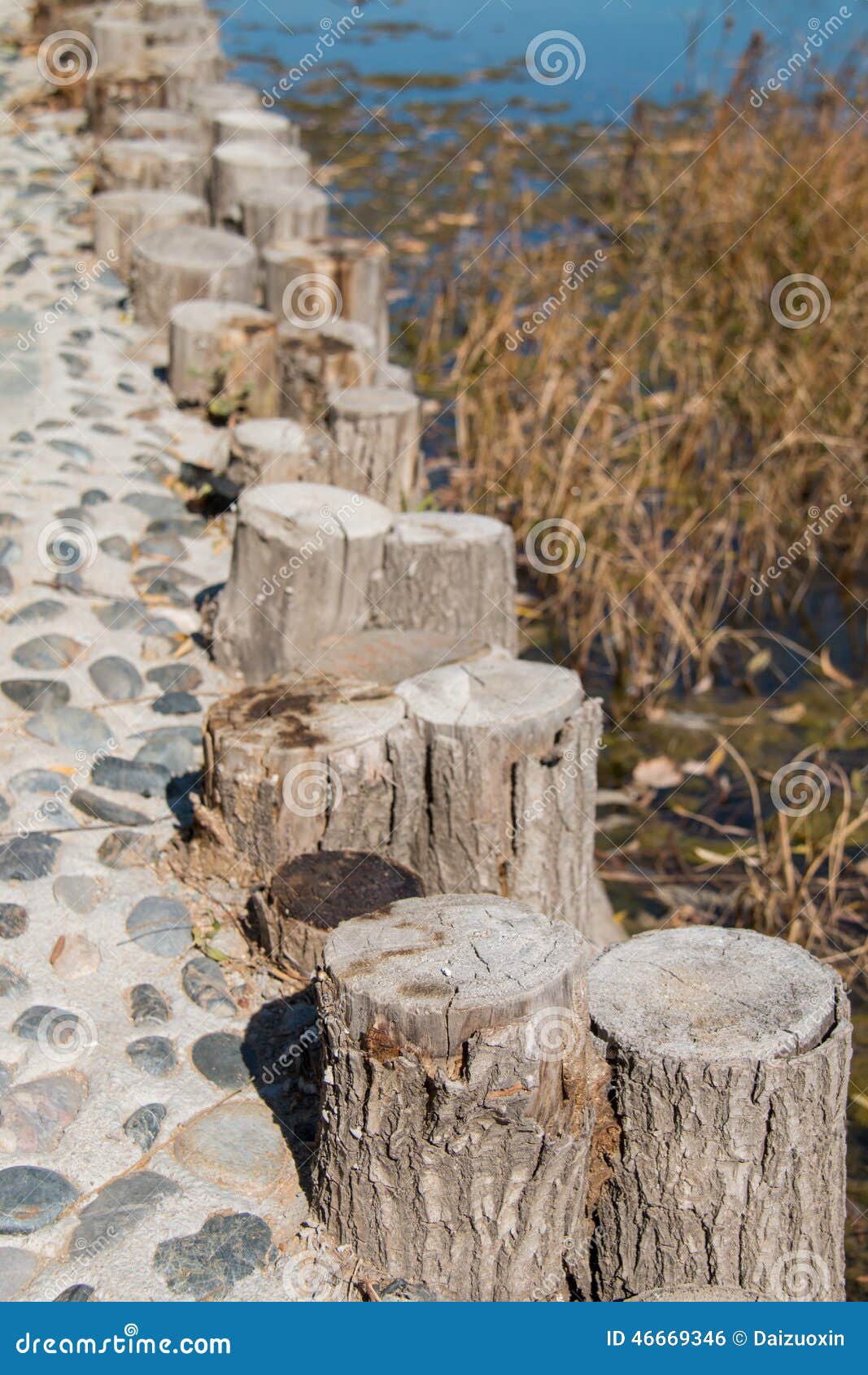 Stumps stock photo. Image of stump, plant, tree, confidence - 46669346