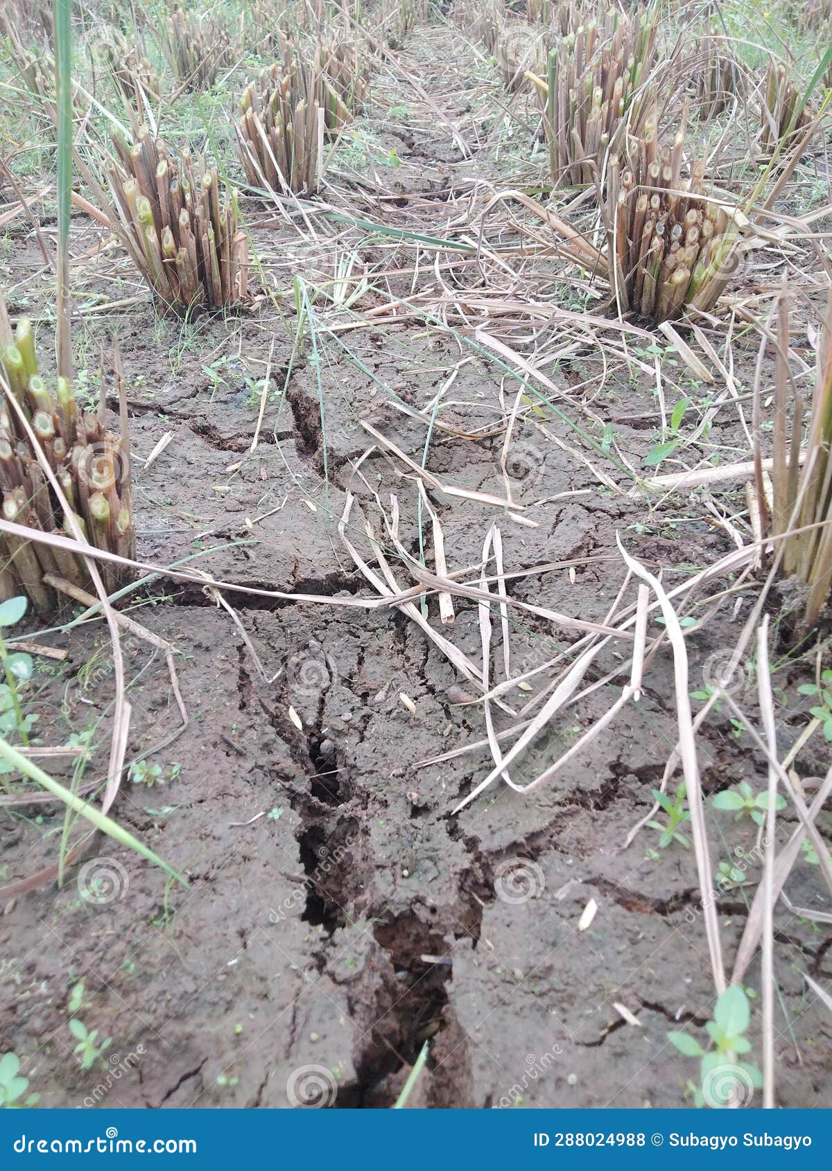 Stumps on Rice Plants after Harvest in Paddy Fields Stock Photo - Image ...