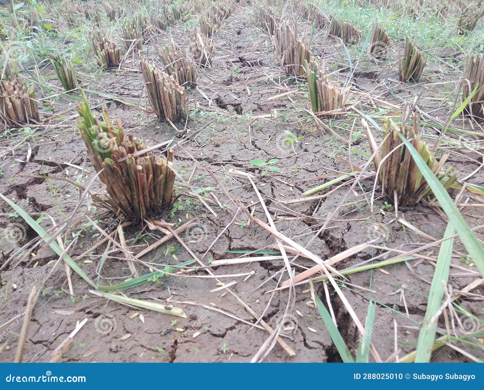 Stumps on Rice Plants after Harvest in Paddy Fields Stock Photo - Image ...