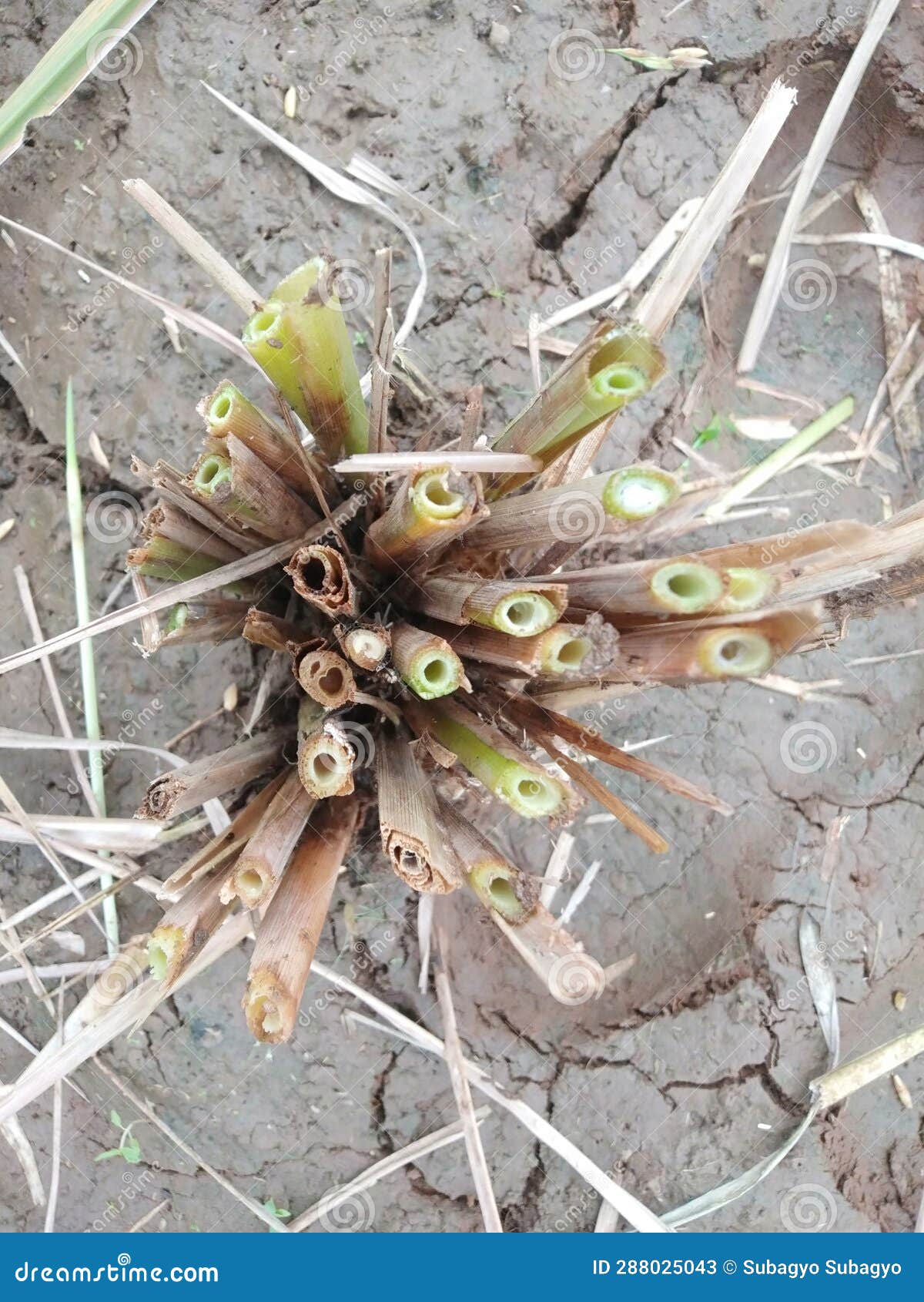 Stumps on Rice Plants after Harvest in Paddy Fields Stock Image - Image ...