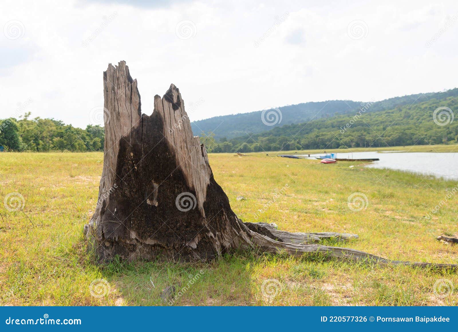 Stumps on the River Caused by Deforestation and Forest Burning in ...