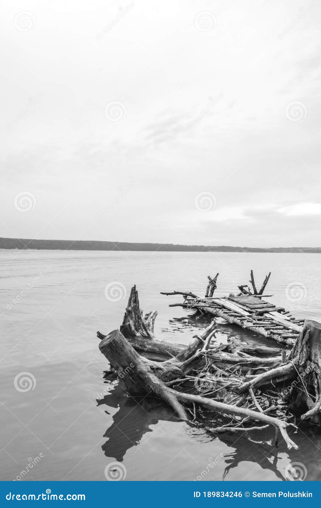 Pier and Stumps at the River Coast Stock Photo - Image of history, tree ...