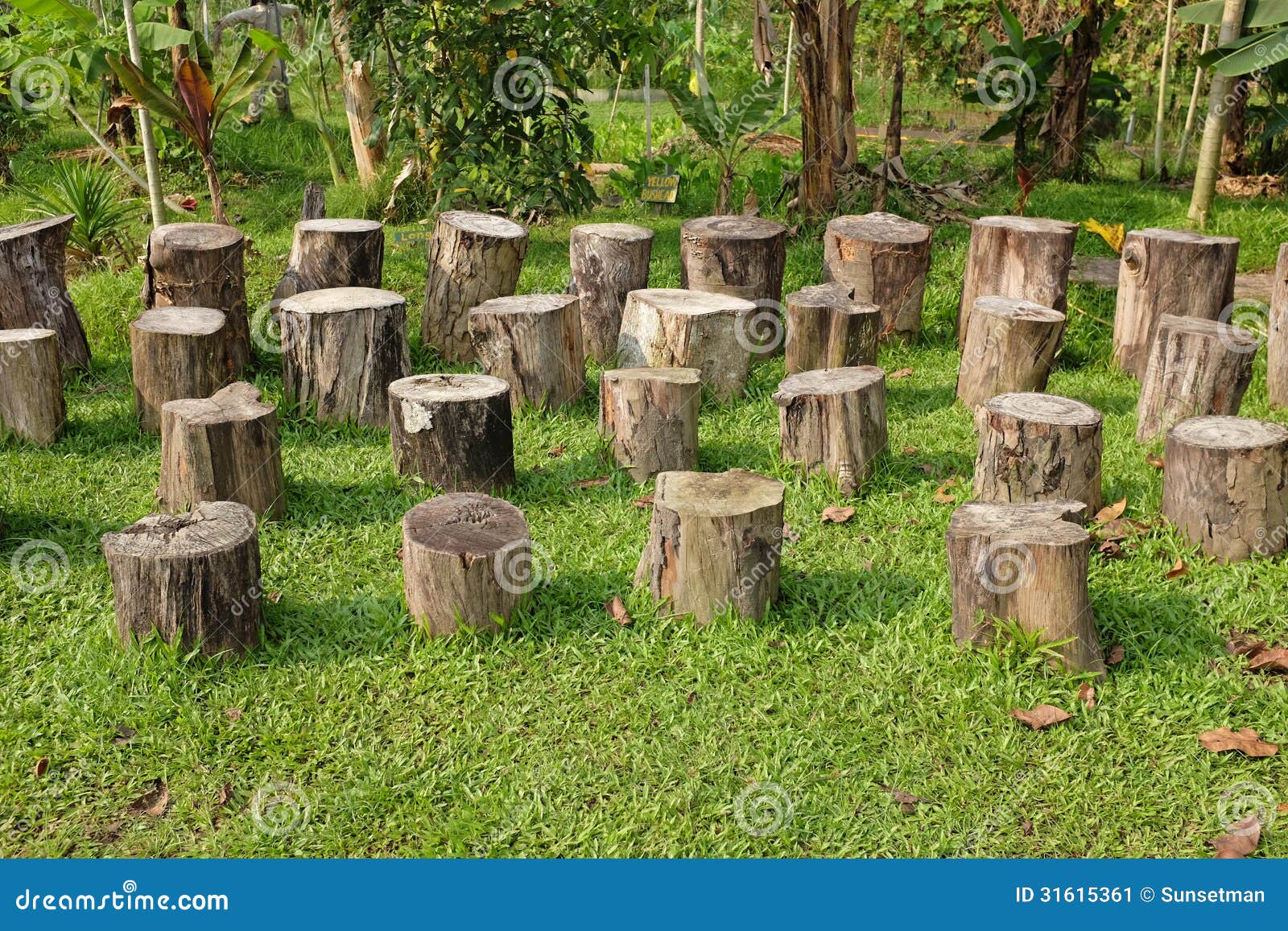 Stumps of Tree Trunks stock image. Image of industry - 31615361