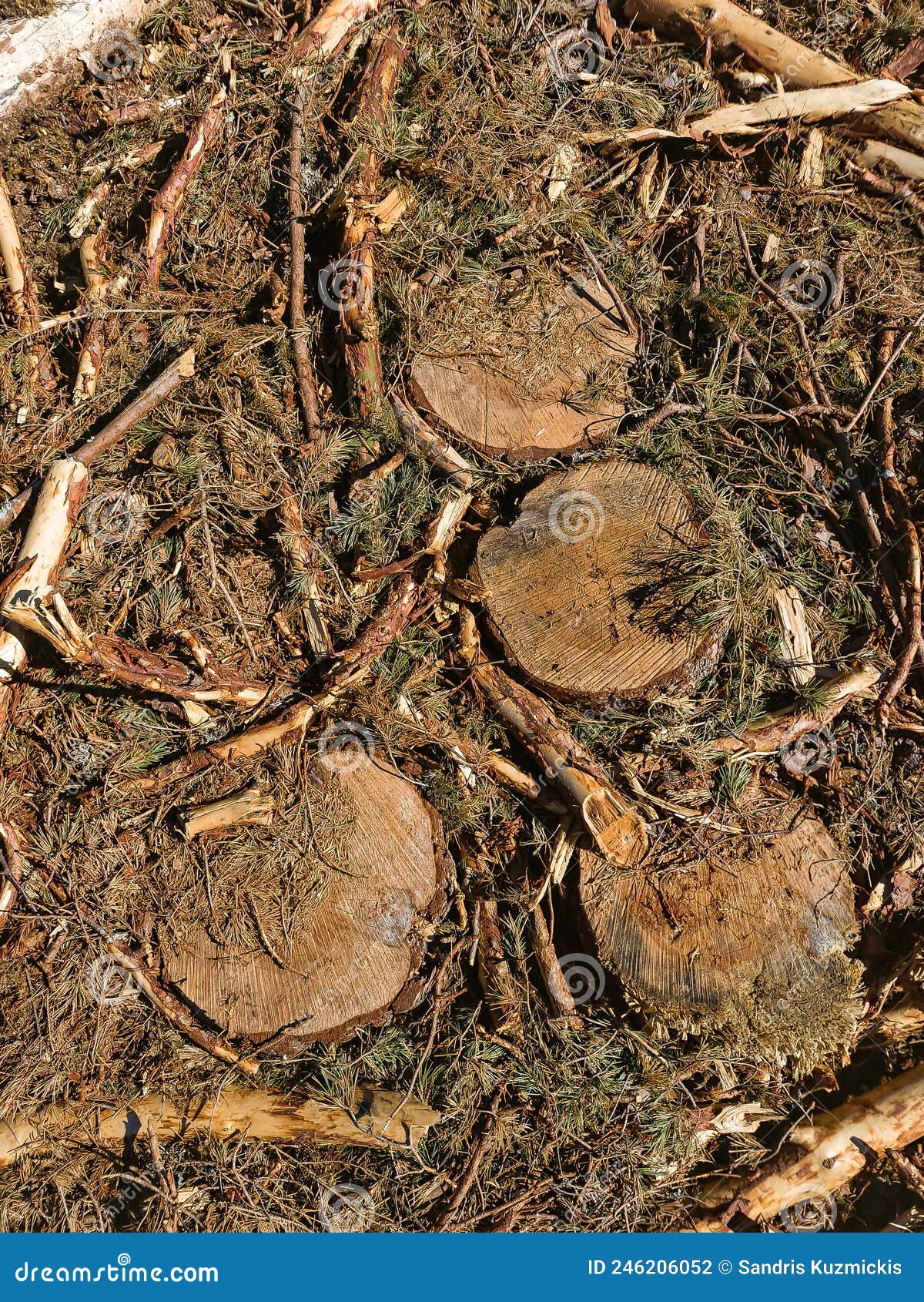 Stumps and Twigs Remain after Logging. Sunny Spring Day Stock Photo ...