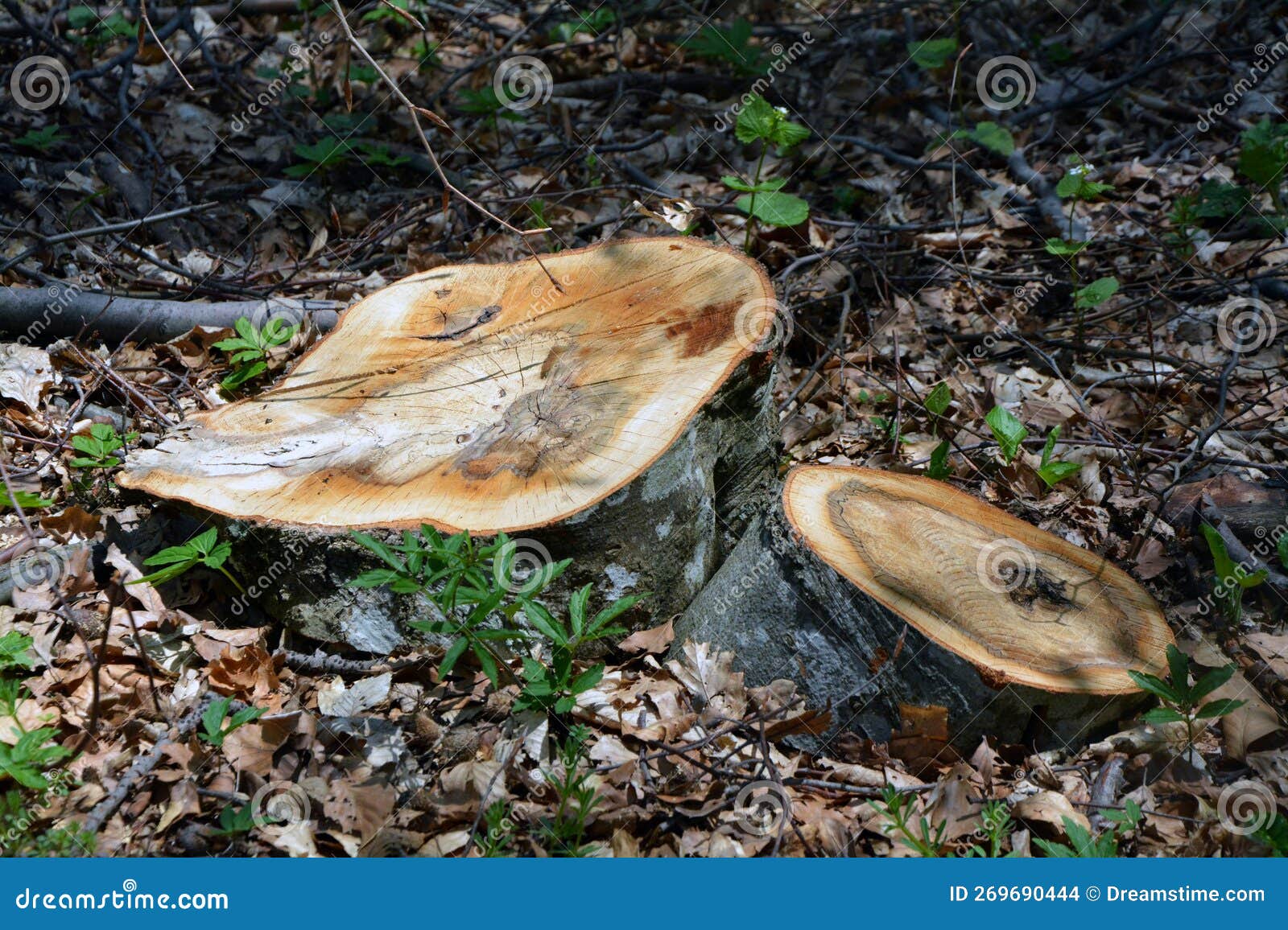 The Stumps of Two Cut Trees in the Forest Stock Photo - Image of lumber ...