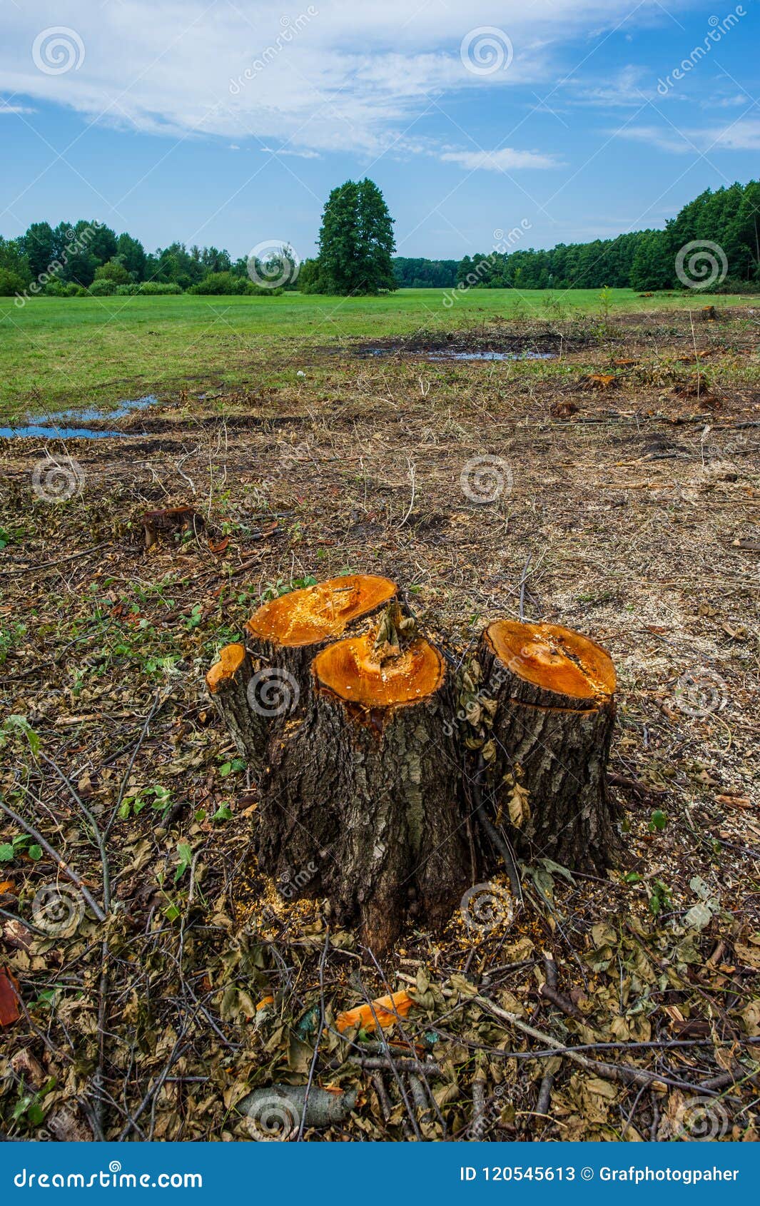 Stumps of Valuable Alder Trees Deforestation Against a Background of ...
