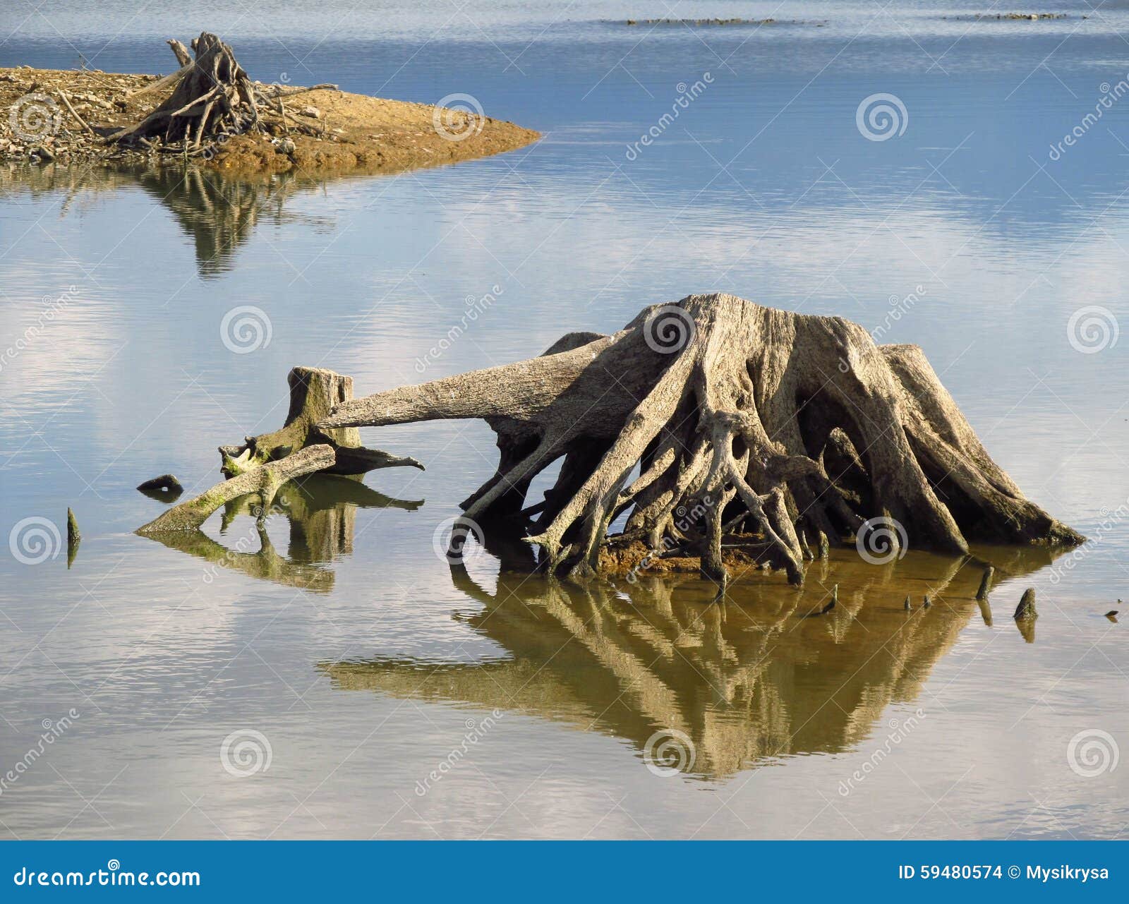 2,394 Water Stumps Stock Photos - Free & Royalty-Free Stock Photos from ...