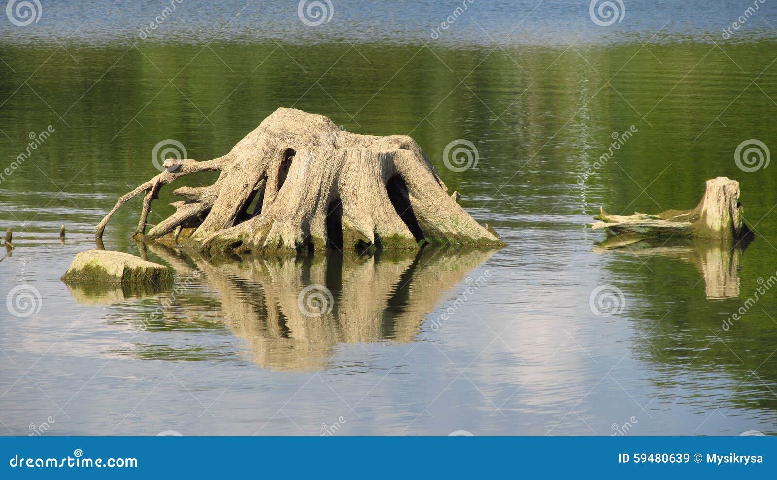 Stumps in the water stock image. Image of stub, vegetation - 59480639