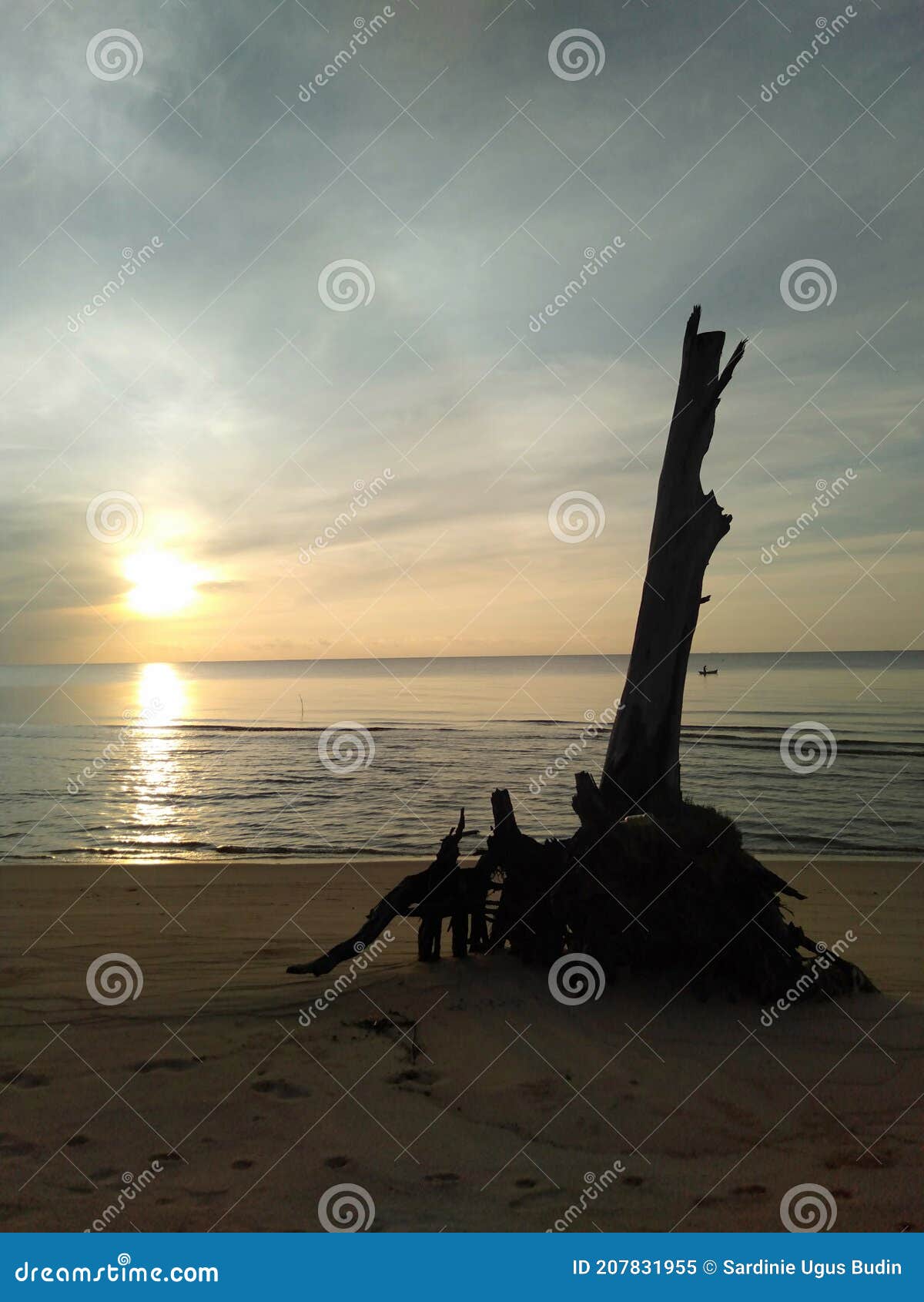 Stumps of Wood on the Beach at Sunrise Stock Image - Image of dawn ...