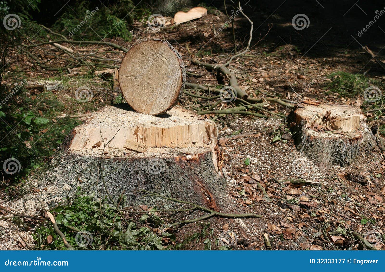 Stumps woods stock image. Image of trees, deforestation - 32333177