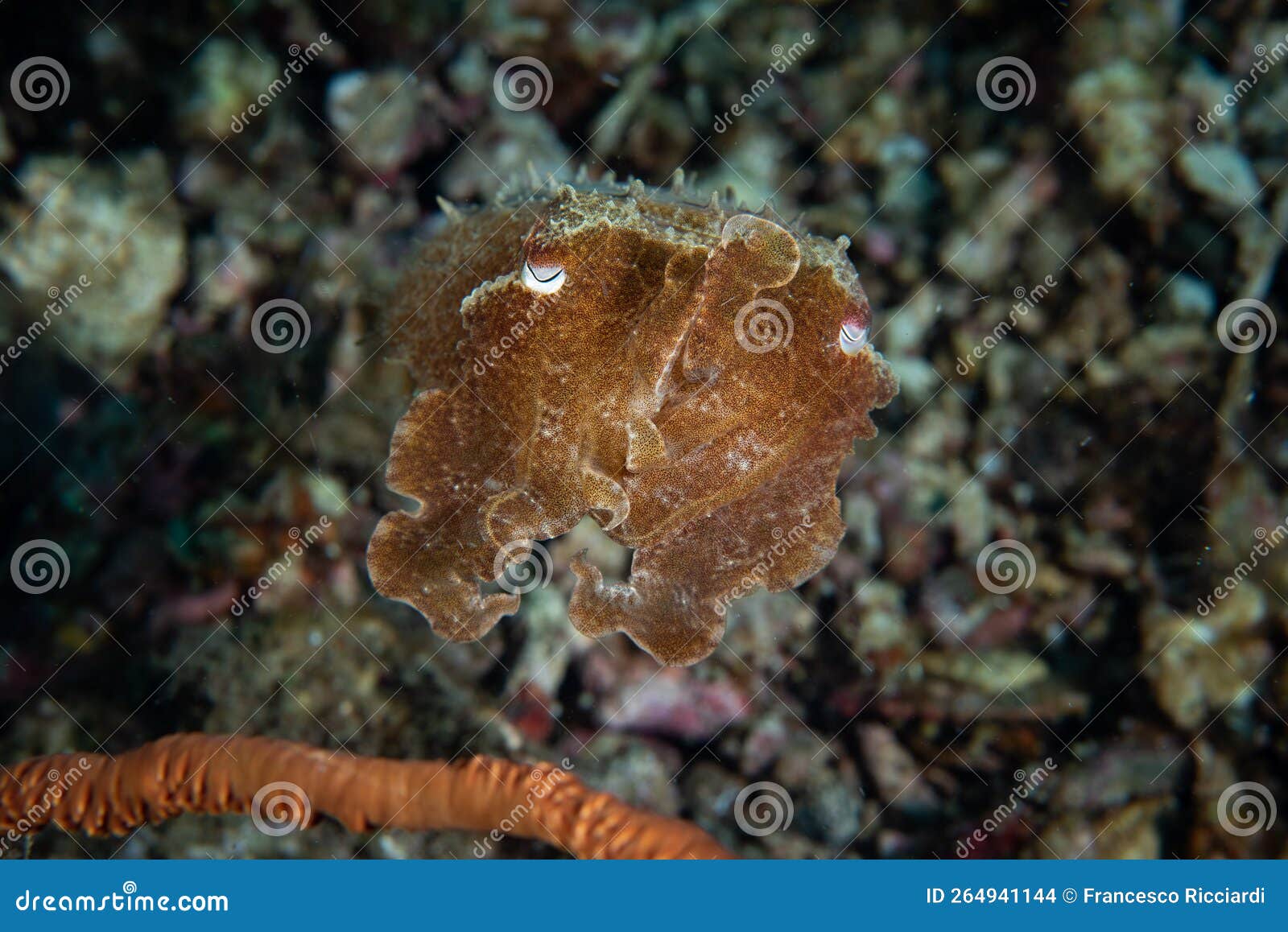 Stumpy Cuttlefish, Sepia Bandensis Stock Photo - Image of animal ...
