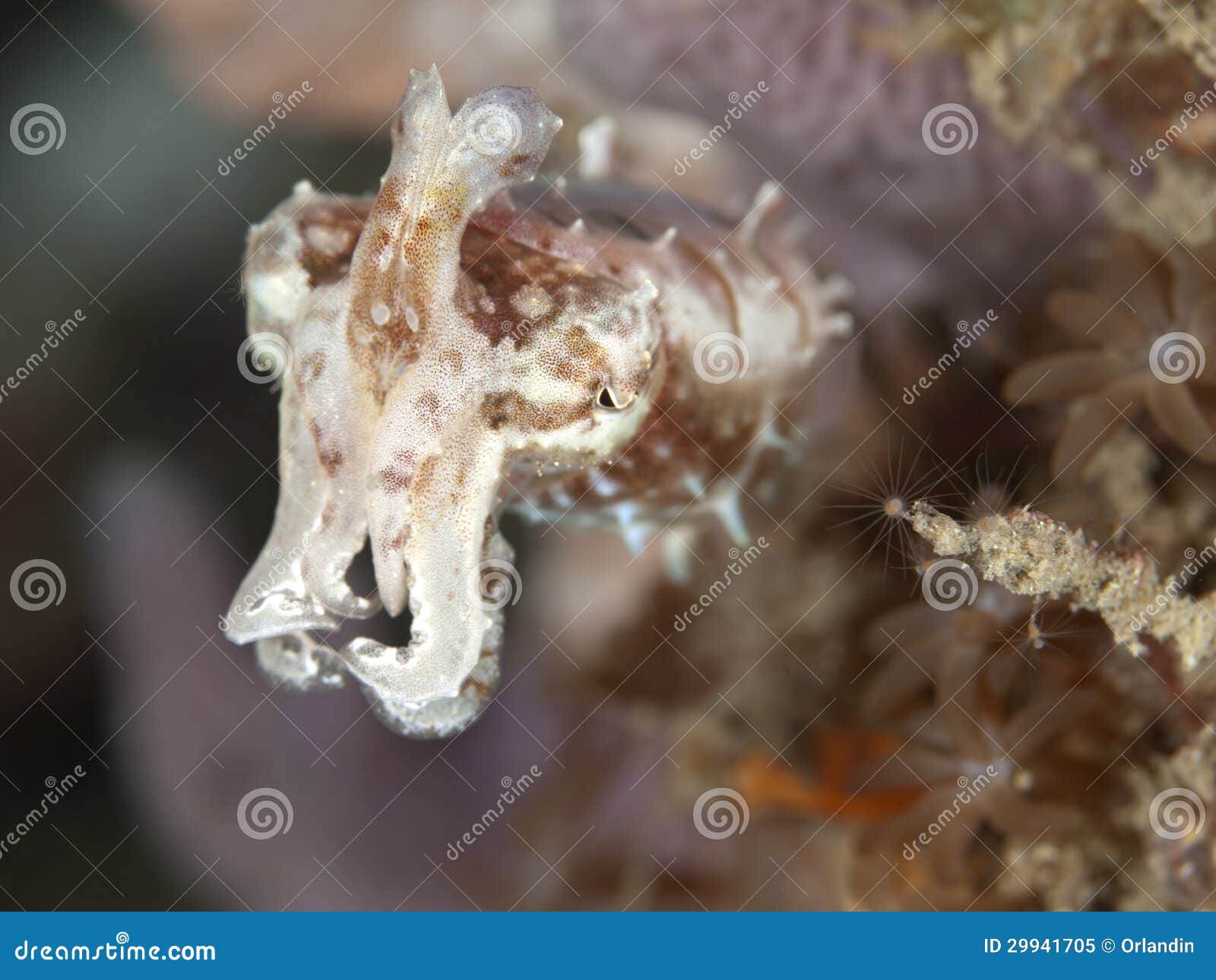 Stumpy-spined cuttlefish stock image. Image of molucca - 29941705