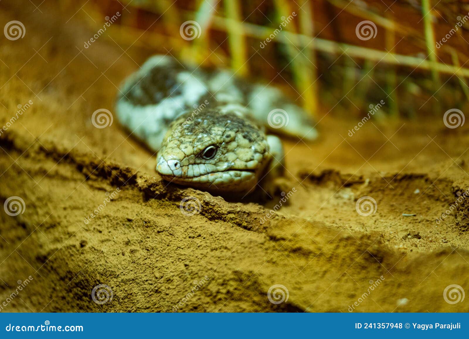 Stumpy Tail Lizard on Grass Stock Photo - Image of bite, defense: 241357948
