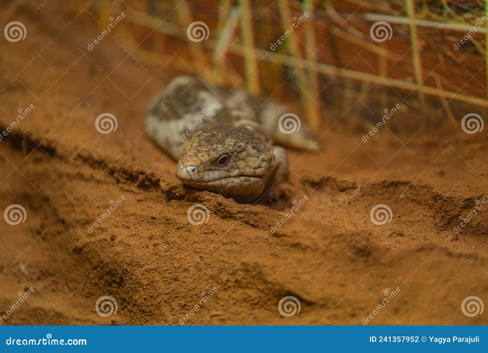 Stumpy Tail Lizard on Grass Stock Photo - Image of food, feeding: 241357952
