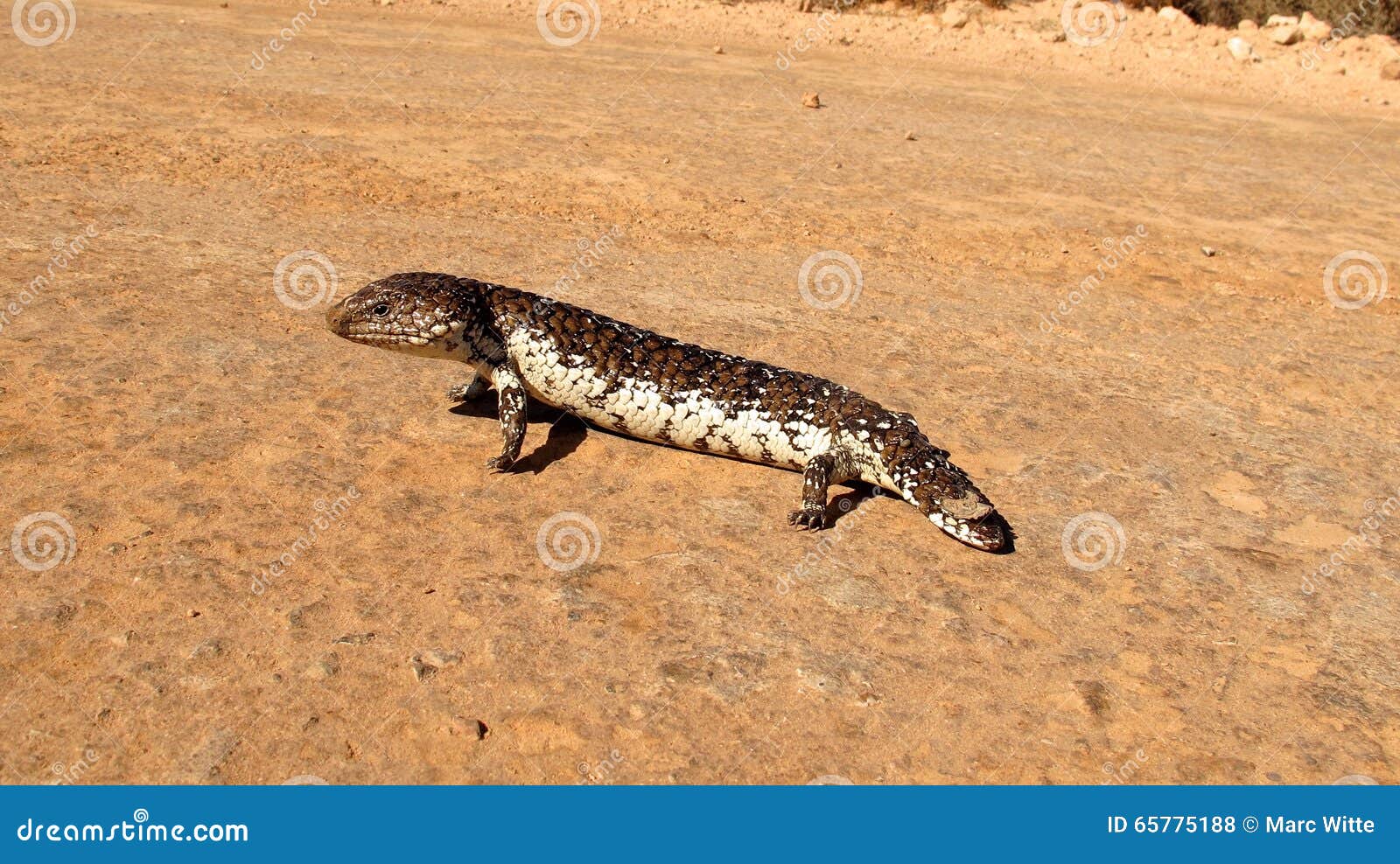 Stumpy tailed lizard stock photo. Image of fauna, forest - 65775188