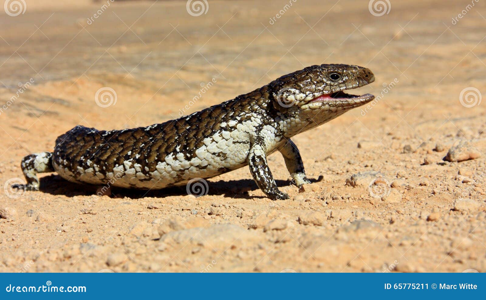 Stumpy tailed lizard stock image. Image of lizard, fauna - 65775211