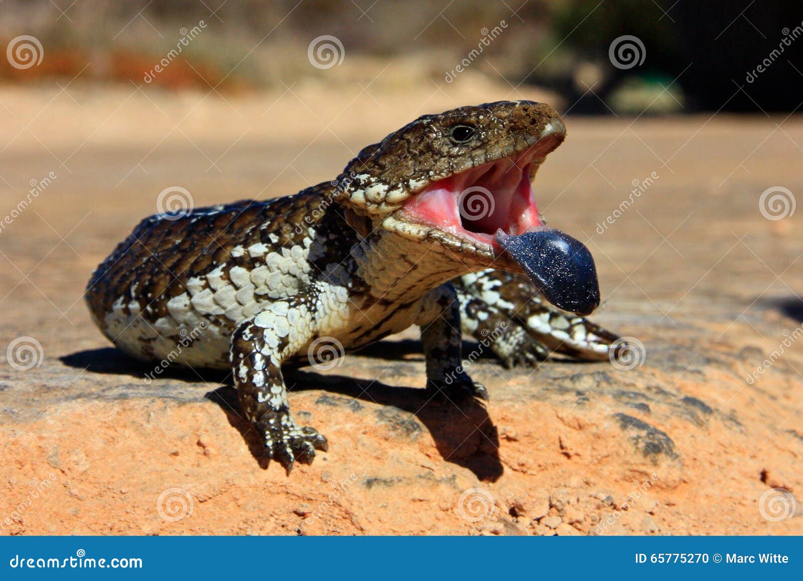 Stumpy tailed lizard stock photo. Image of australia - 65775270