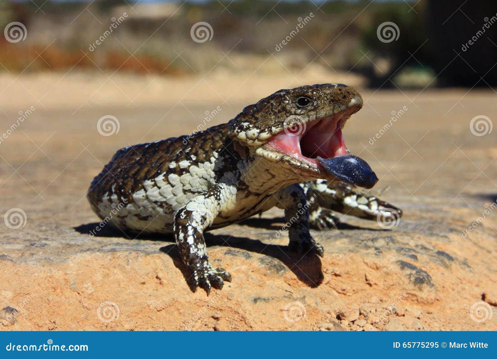 Stumpy tailed lizard stock image. Image of tailed, indonesia - 65775295