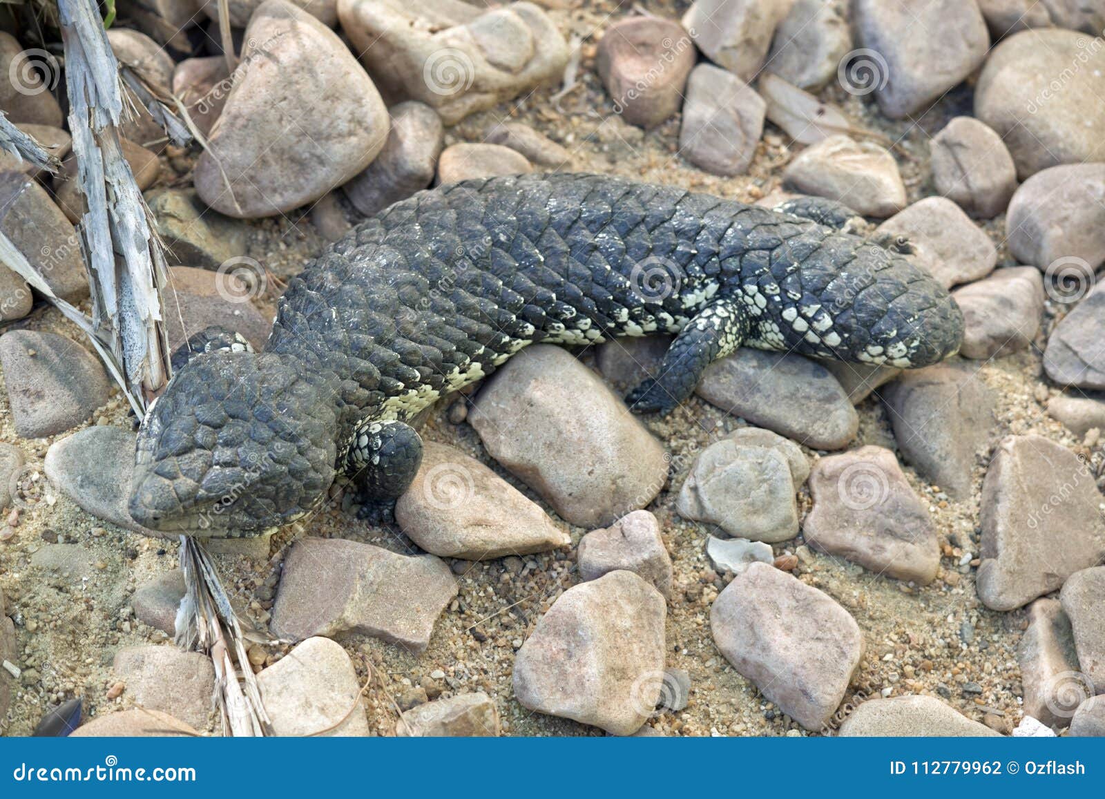 Stumpy Tailed Lizard or Shingleback Lizard Stock Photo - Image of ...