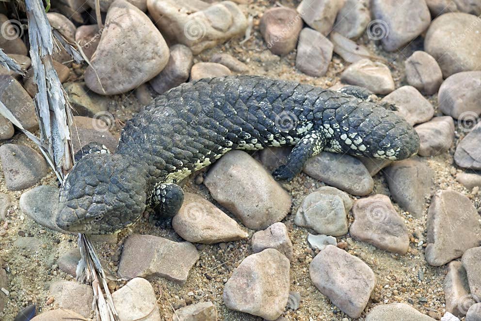 Stumpy Tailed Lizard or Shingleback Lizard Stock Photo - Image of ...