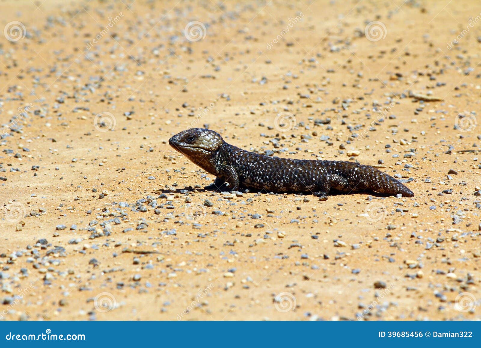 Stumpy Tailed Lizards (Tiliqua Rugosa) Abound In Rural Australia Stock ...