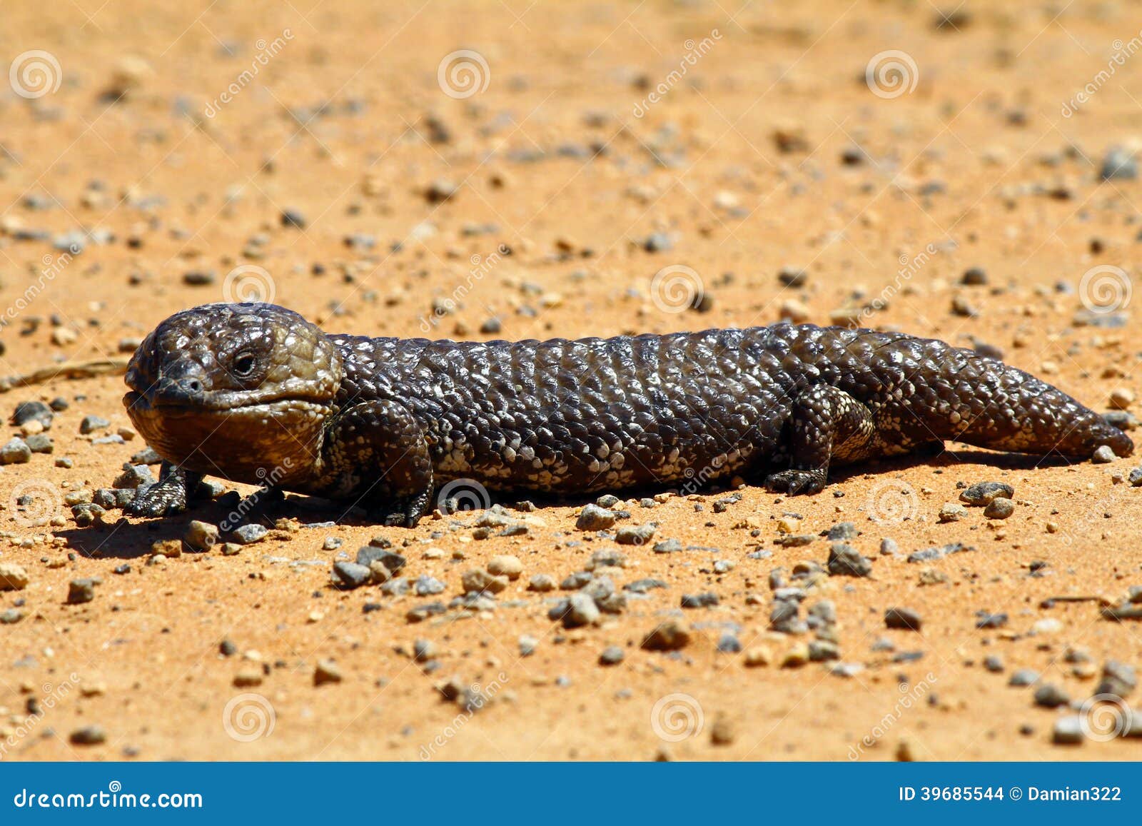 Stumpy Tailed Lizards (Tiliqua Rugosa) Abound In Rural Australia Stock ...