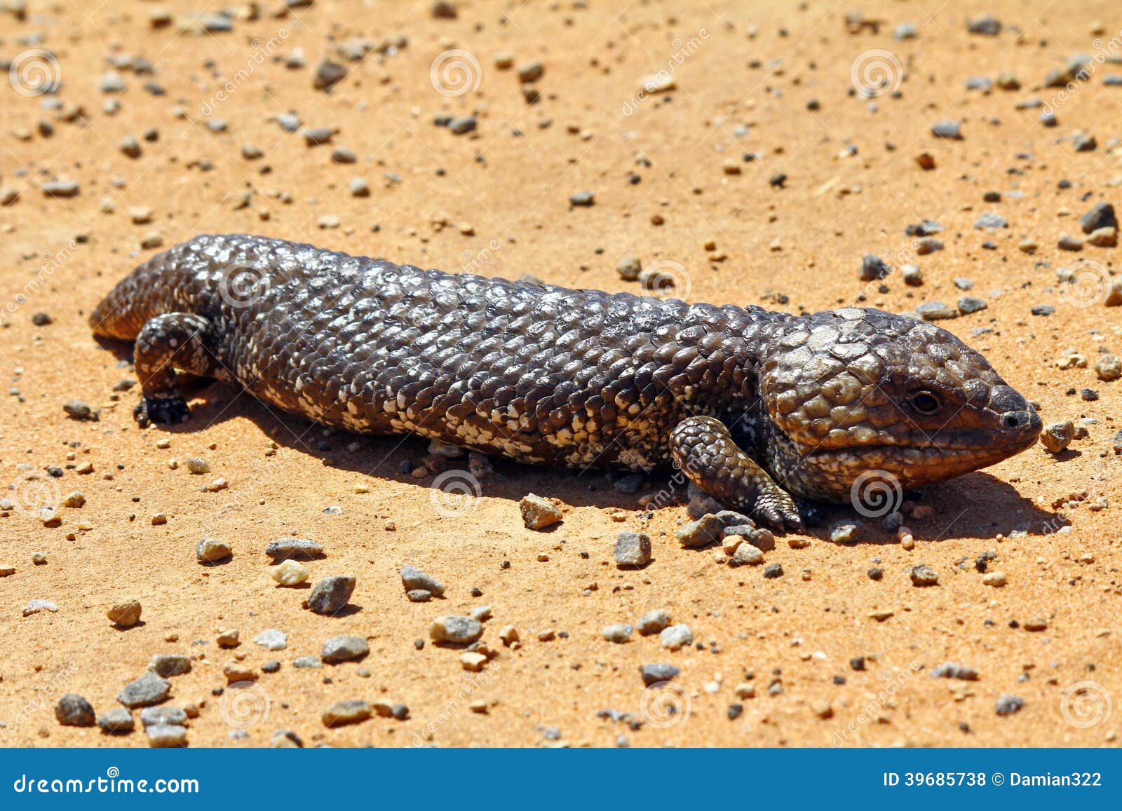 Stumpy Tailed Lizards (Tiliqua Rugosa) Abound In Rural Australia Stock ...