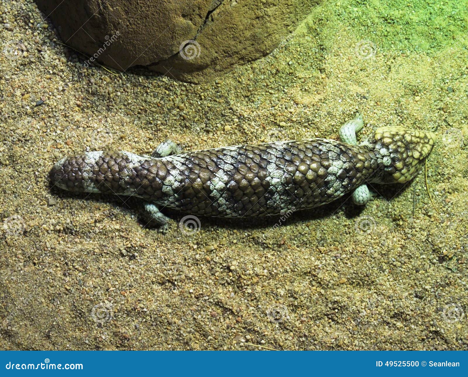 Stumpy tailed lizards stock photo. Image of rugosa, tongue - 49525500