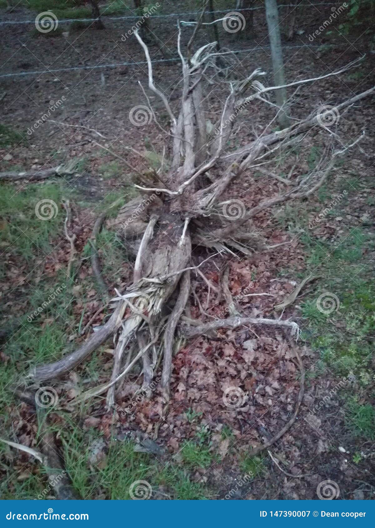 Stumpy stock image. Image of tree, woodland, stumpy - 147390007