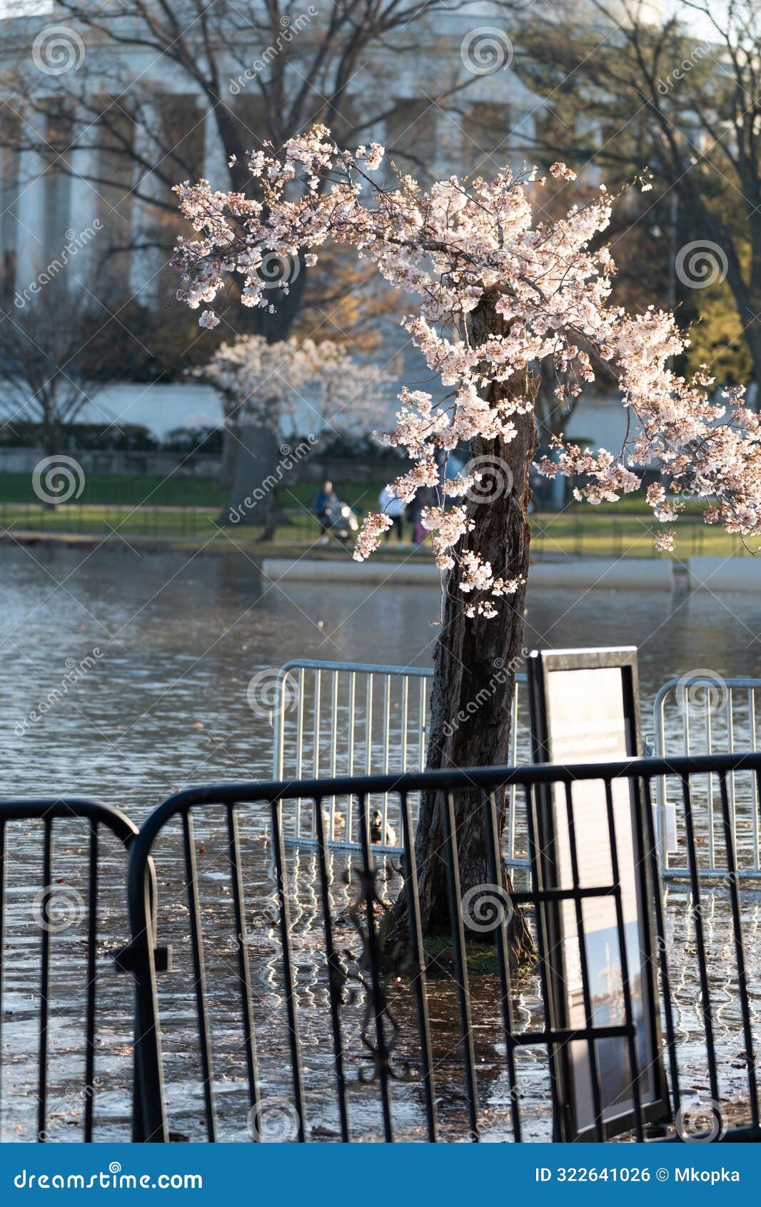 Stumpy, the Viral Social Media Cherry Blossom Tree, during Its Final ...