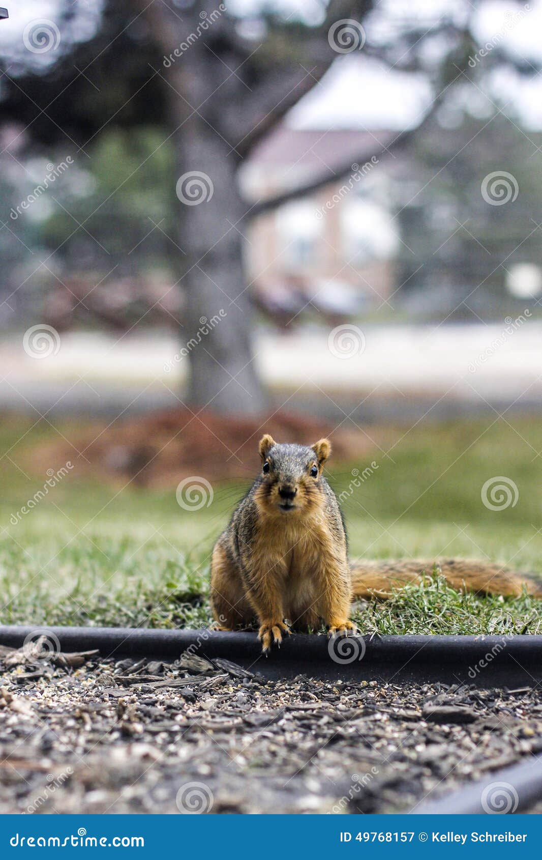 Stunned Squirrel stock image. Image of outdoors, green - 49768157