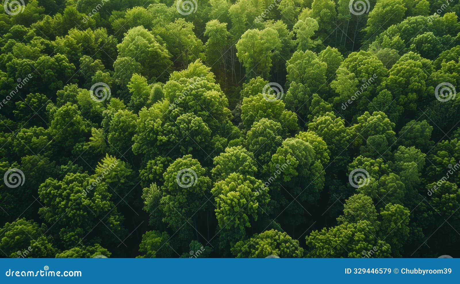 A Stunning Aerial View of a Dense Forest with Intricate Tree Patterns ...
