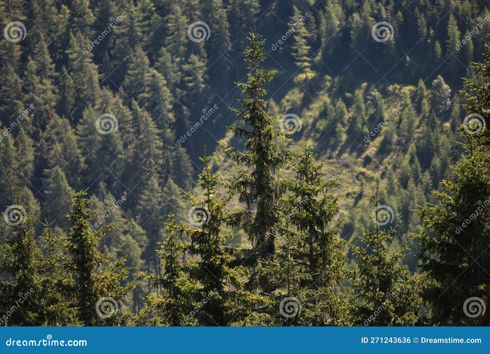 Stunning Aerial View of a Lush Pine Tree Forest from a Hilltop Vantage ...