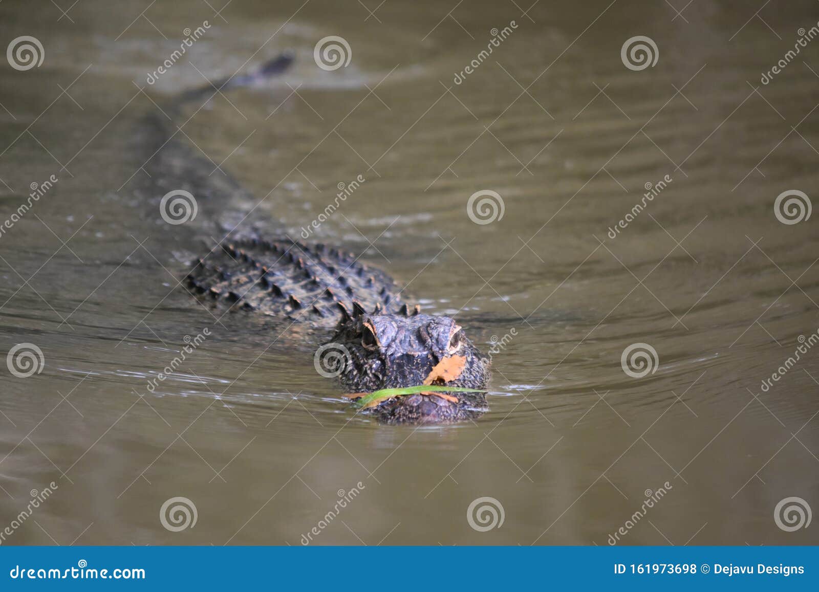 Stunning Alligator with Leaves on His Snout Stock Photo - Image of ...